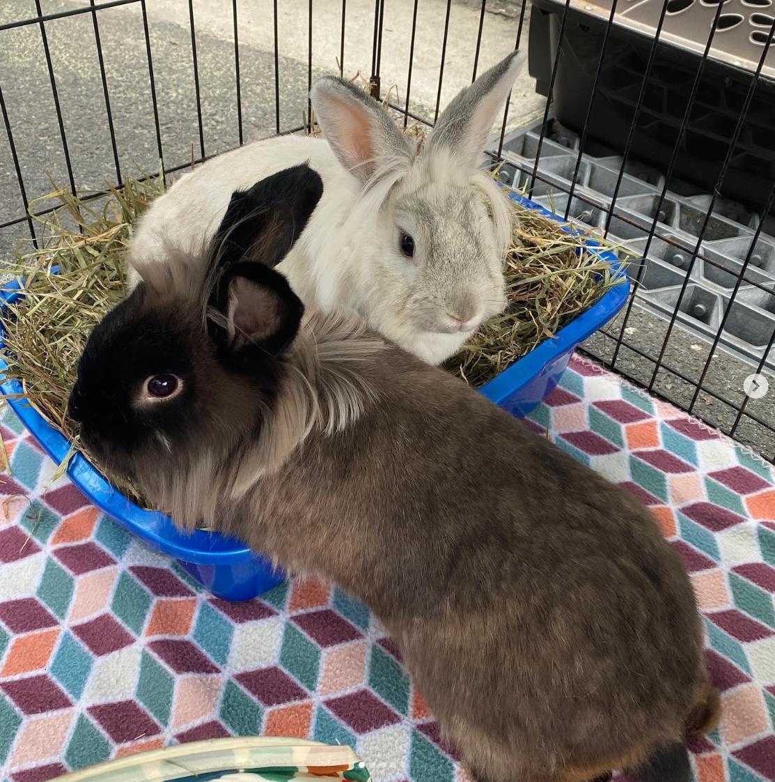 Rabbit for adoption - Tora and Tiger, a Lionhead in Salisbury, MD ...
