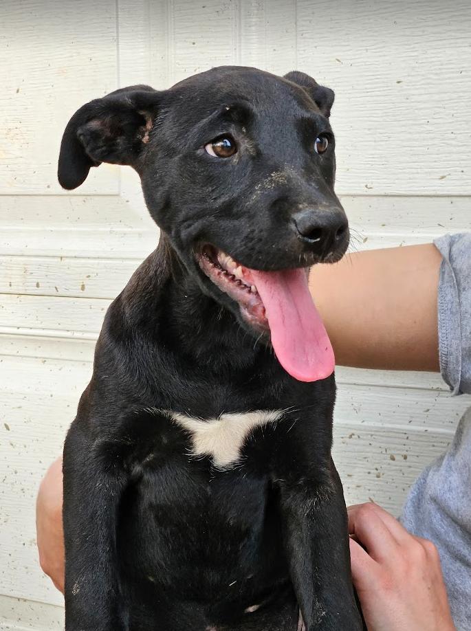 Dog for adoption - Mary Puppins Silly, a Black Labrador Retriever ...