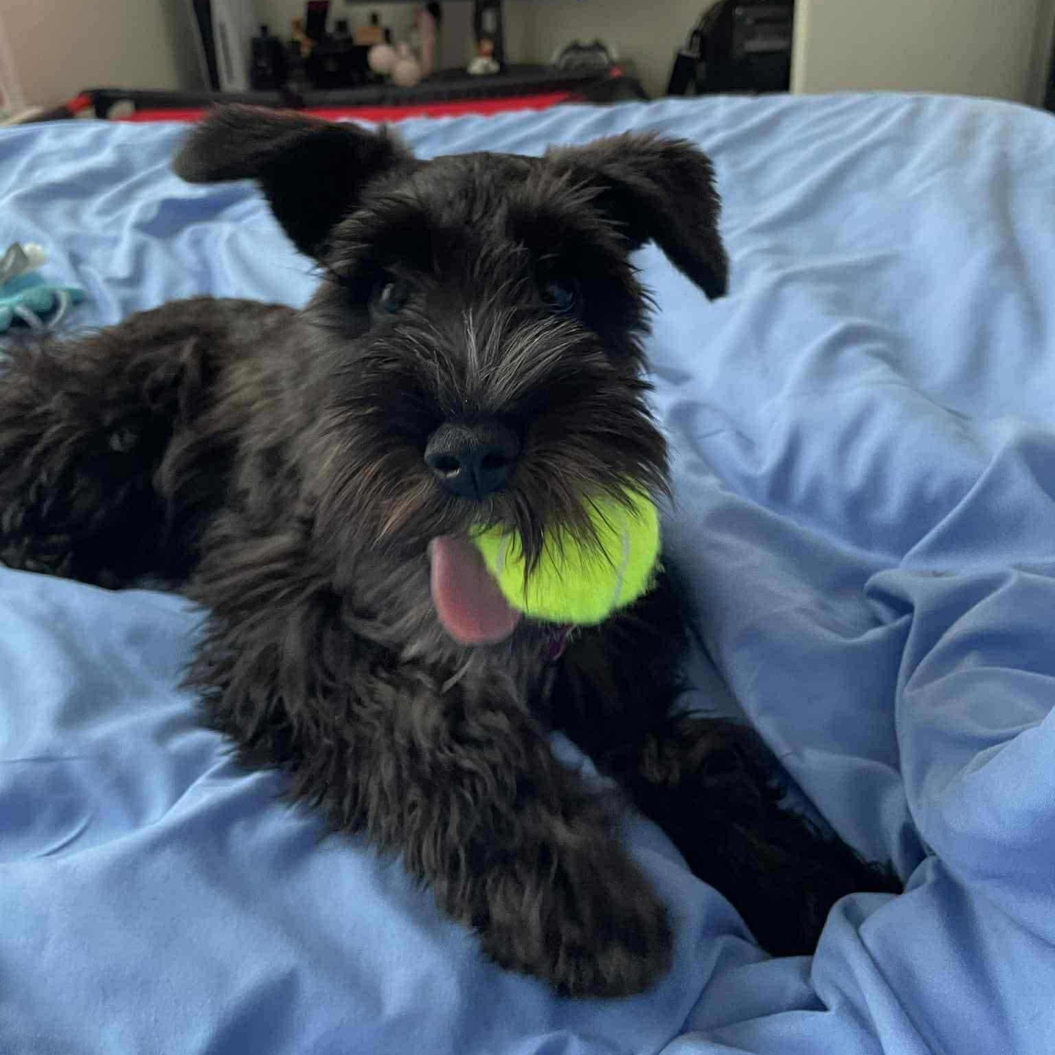 Dog for adoption - Olivia, a Miniature Schnauzer & Terrier Mix in Shady ...