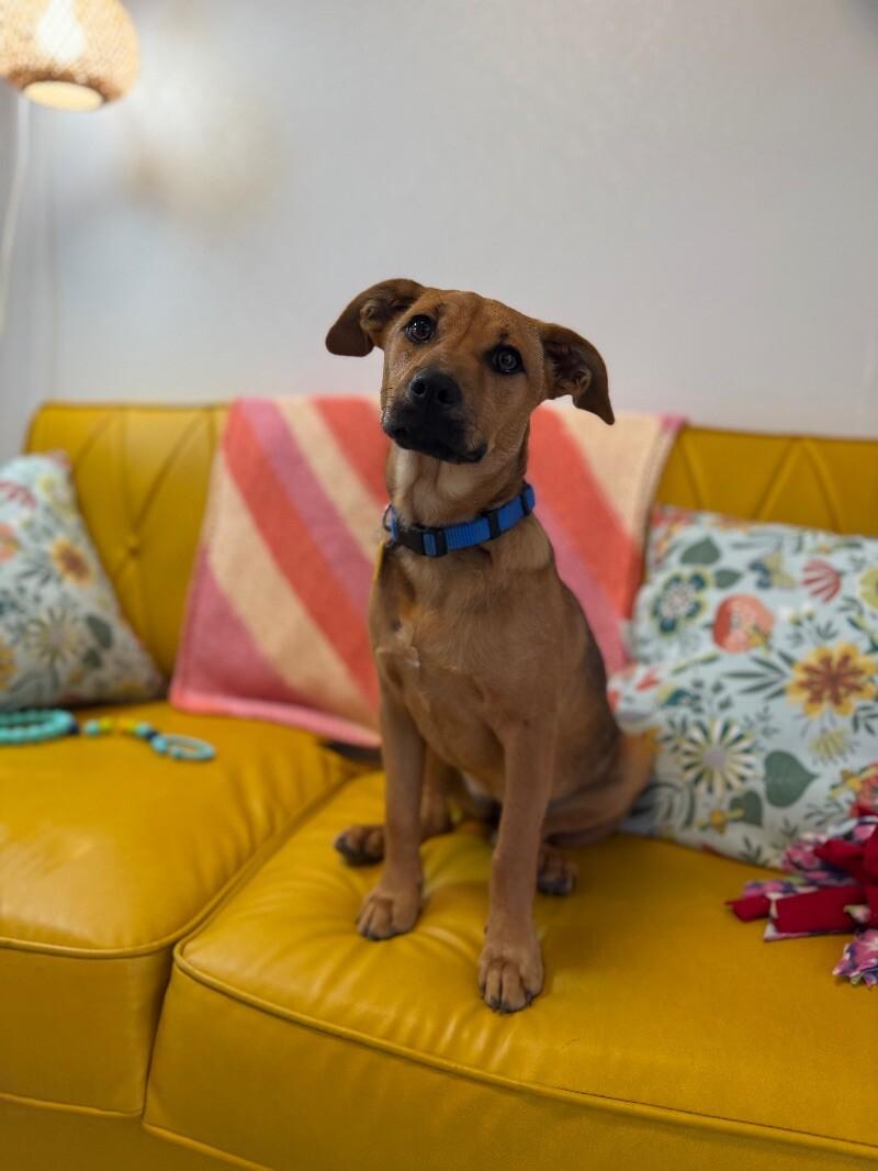 Dog for adoption - Melanie Maple, a Labrador Retriever & Golden ...