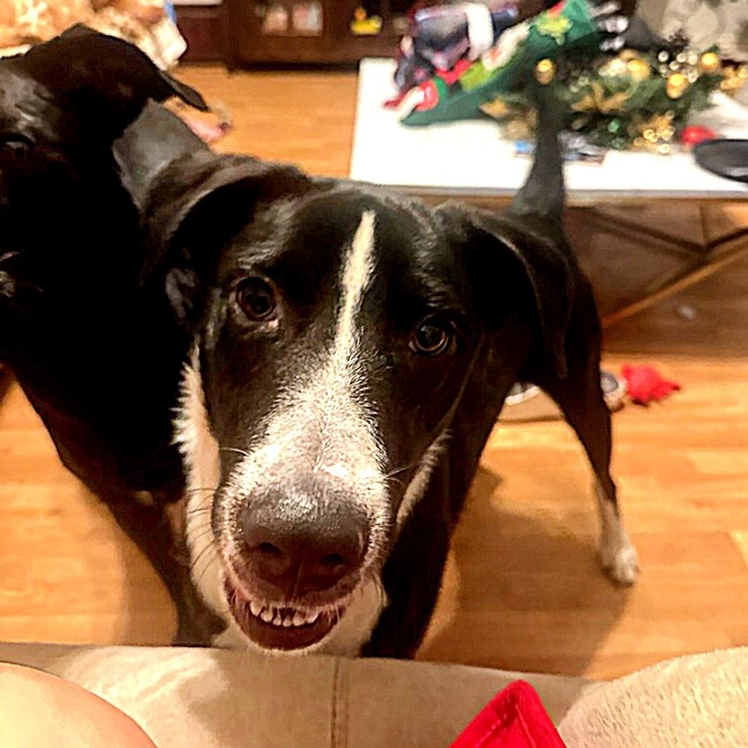 Dog for adoption - Rocky, a Border Collie Mix in Appleton, WI | Petfinder