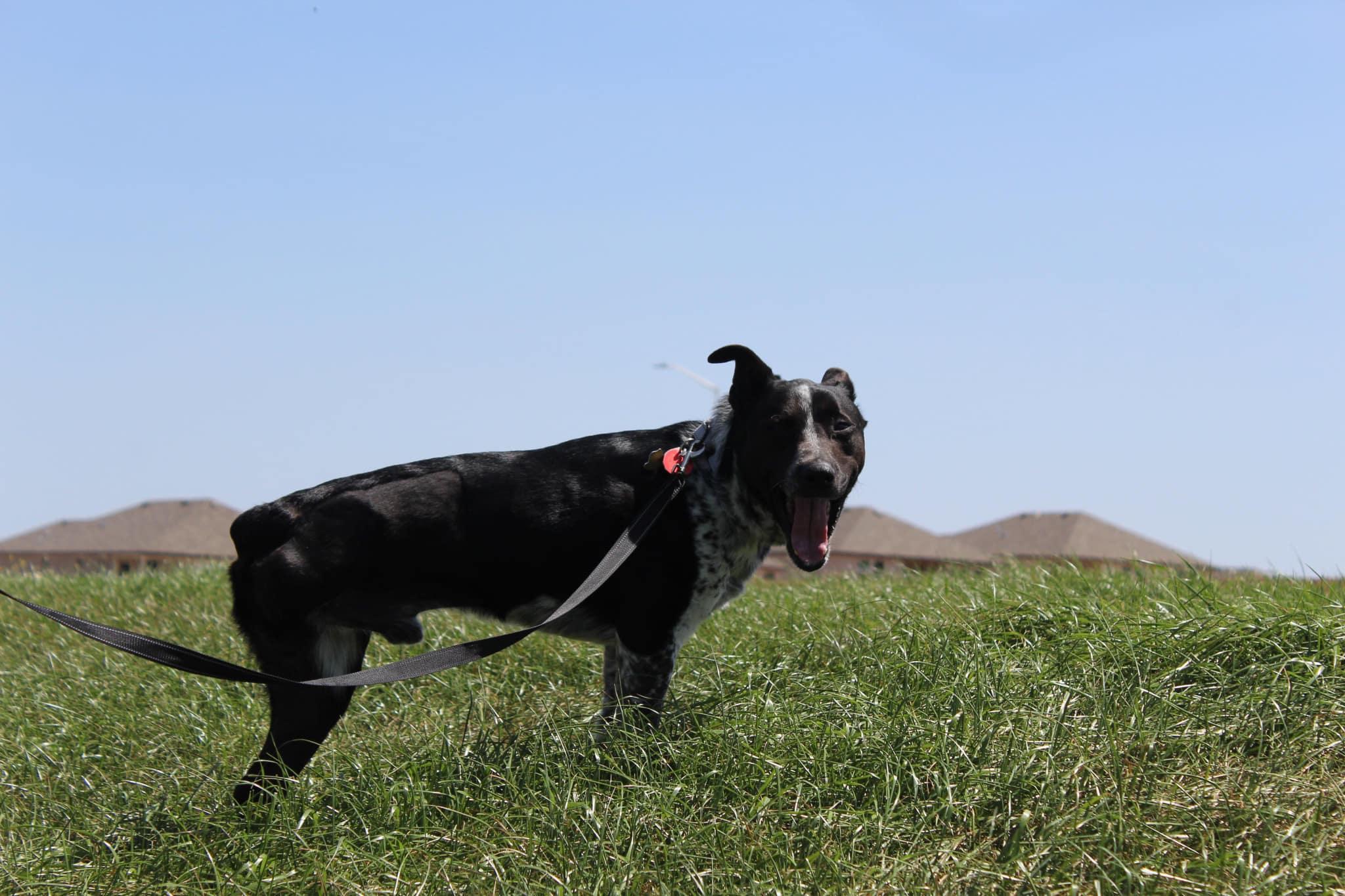Dog for adoption - Rip Wheeler, an Australian Cattle Dog / Blue Heeler ...
