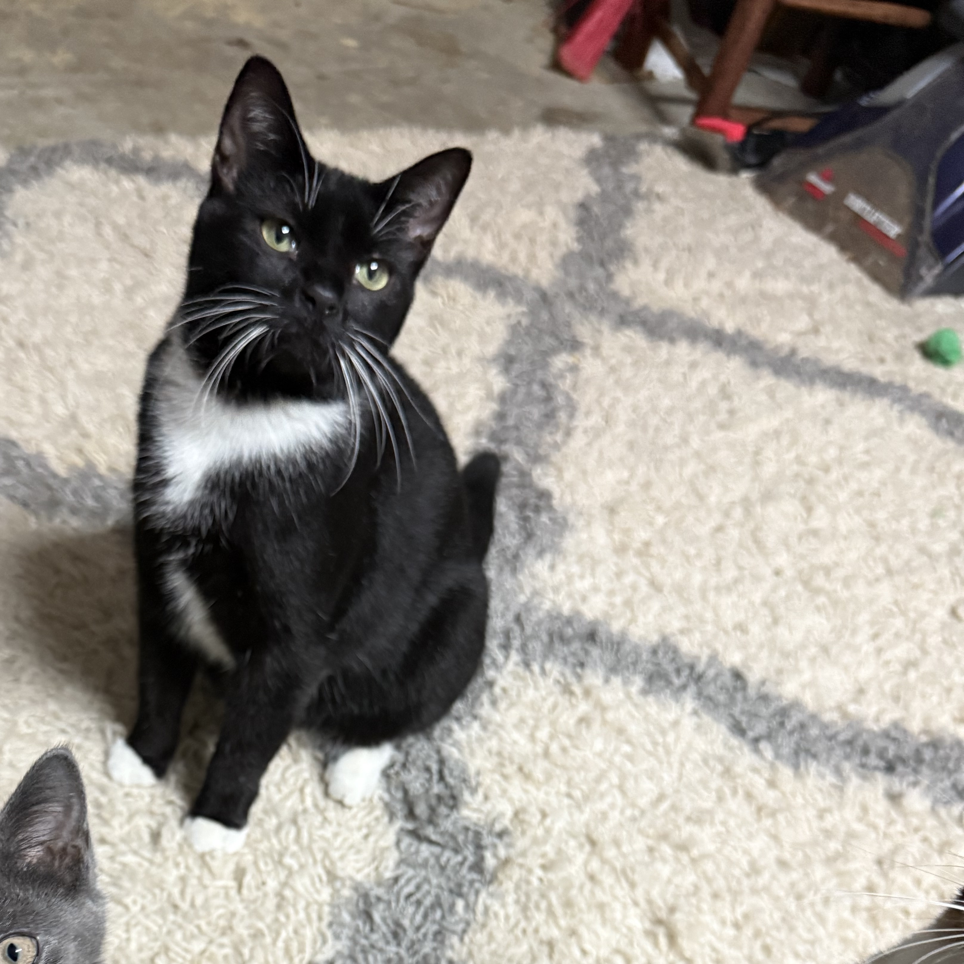 Cat for adoption - Princess, a Domestic Short Hair in Wilmington, NC ...