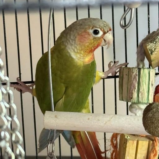 Parrot for adoption - Huey, Duey & Luey, a Conure in St Thomas, ON ...