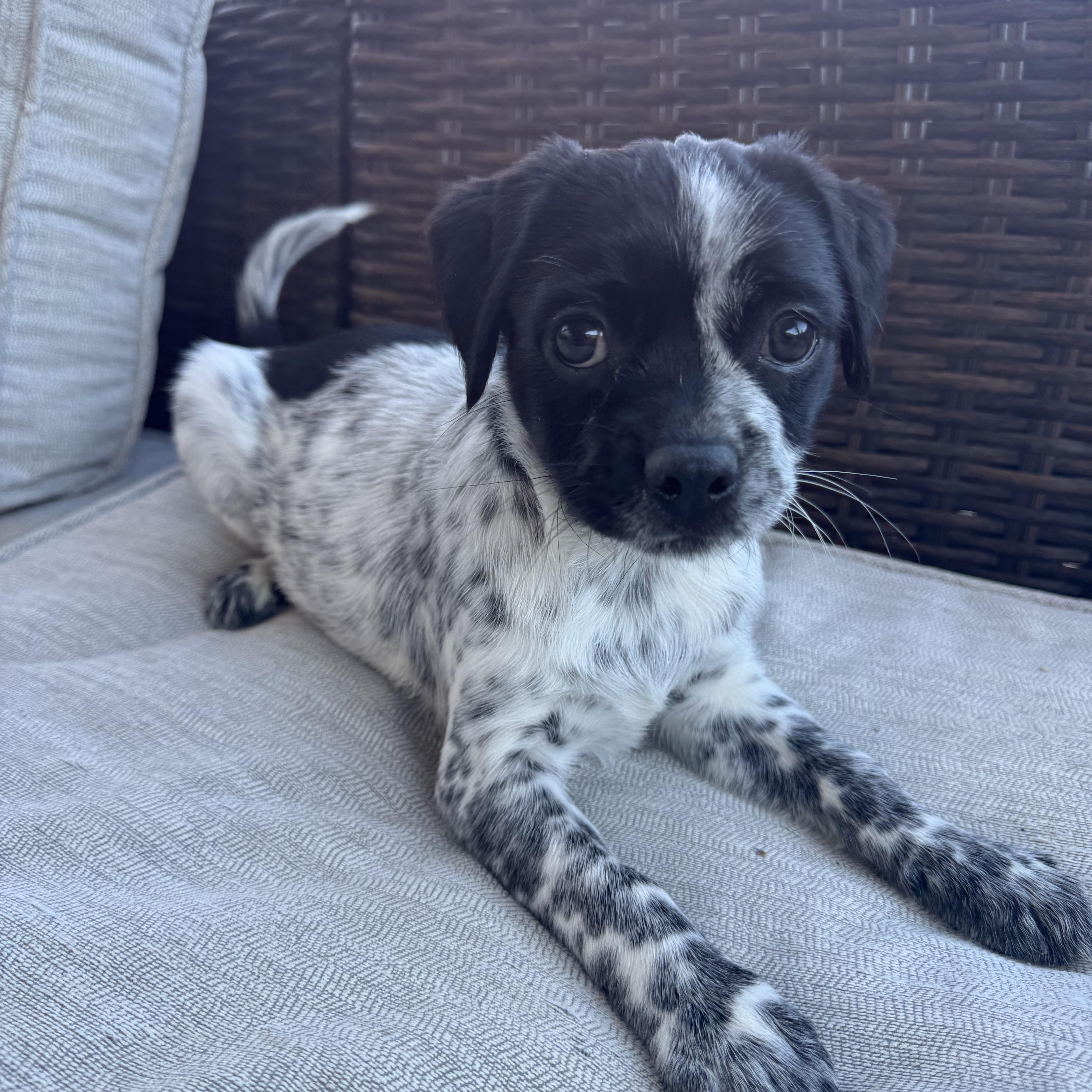 Dog for adoption - Mashed Potato, a Mixed Breed in Henderson, NV ...
