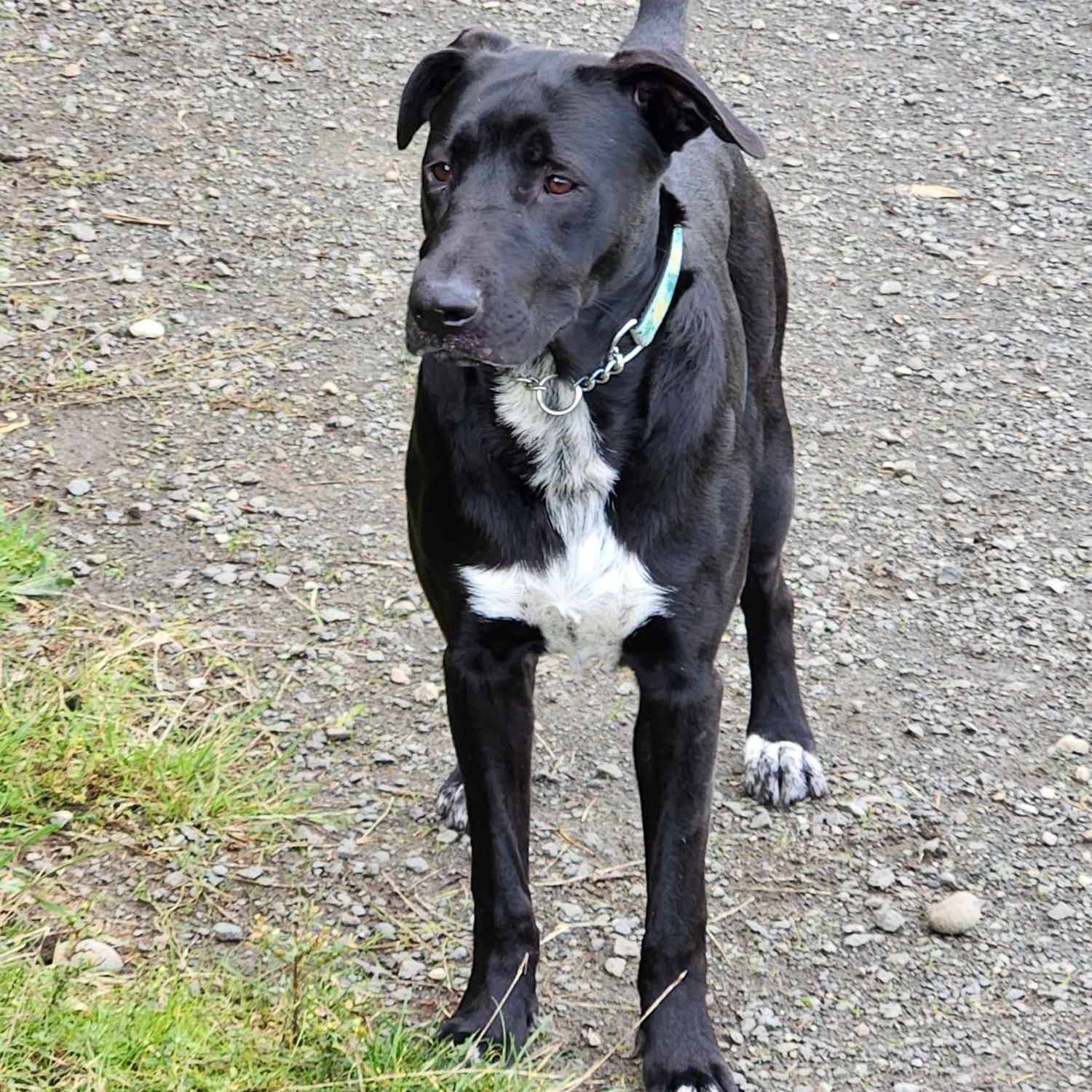 Dog for adoption - Darla, a Labrador Retriever & Dutch Shepherd Mix in ...