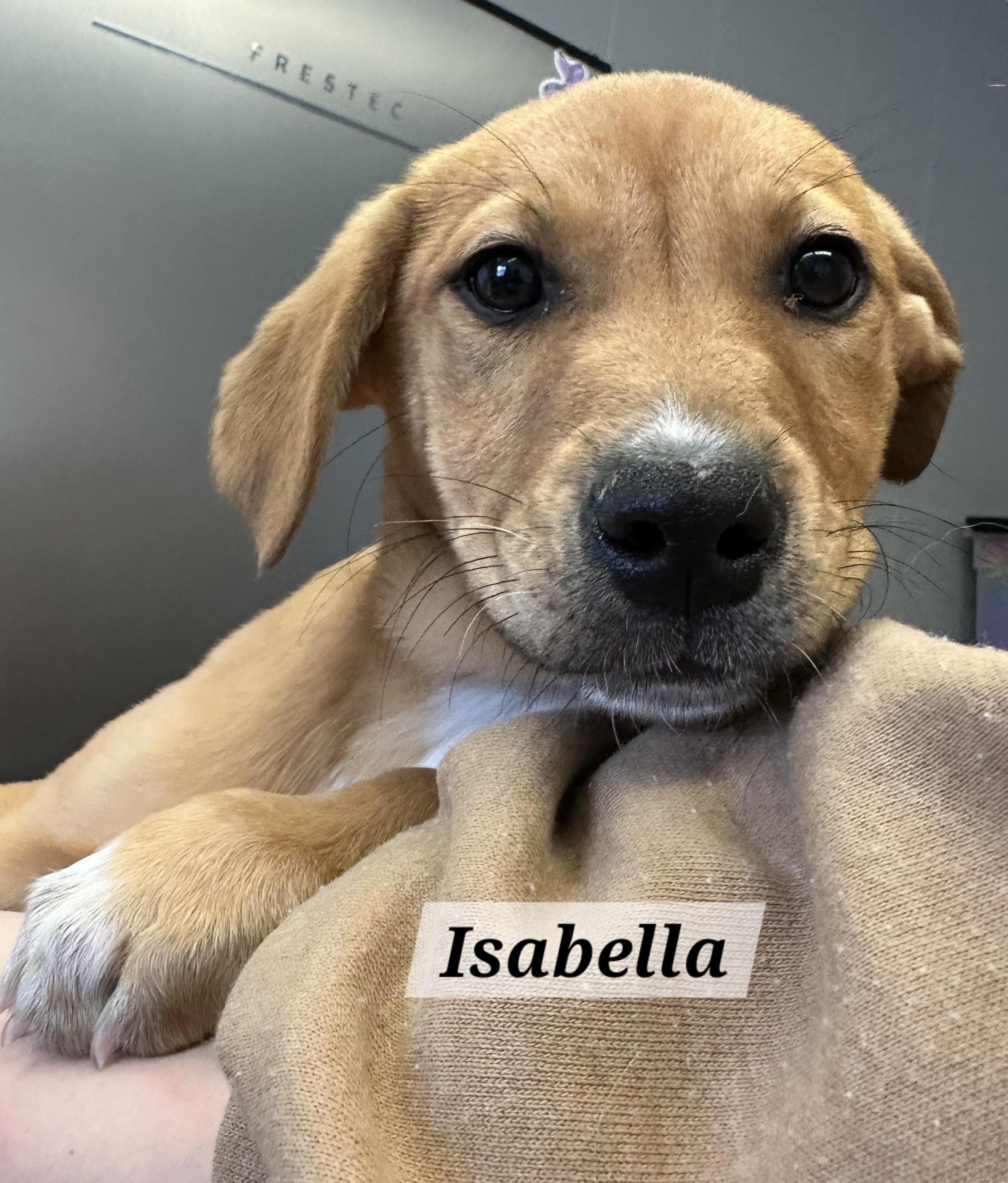 Home Page | Animal Rescue Project