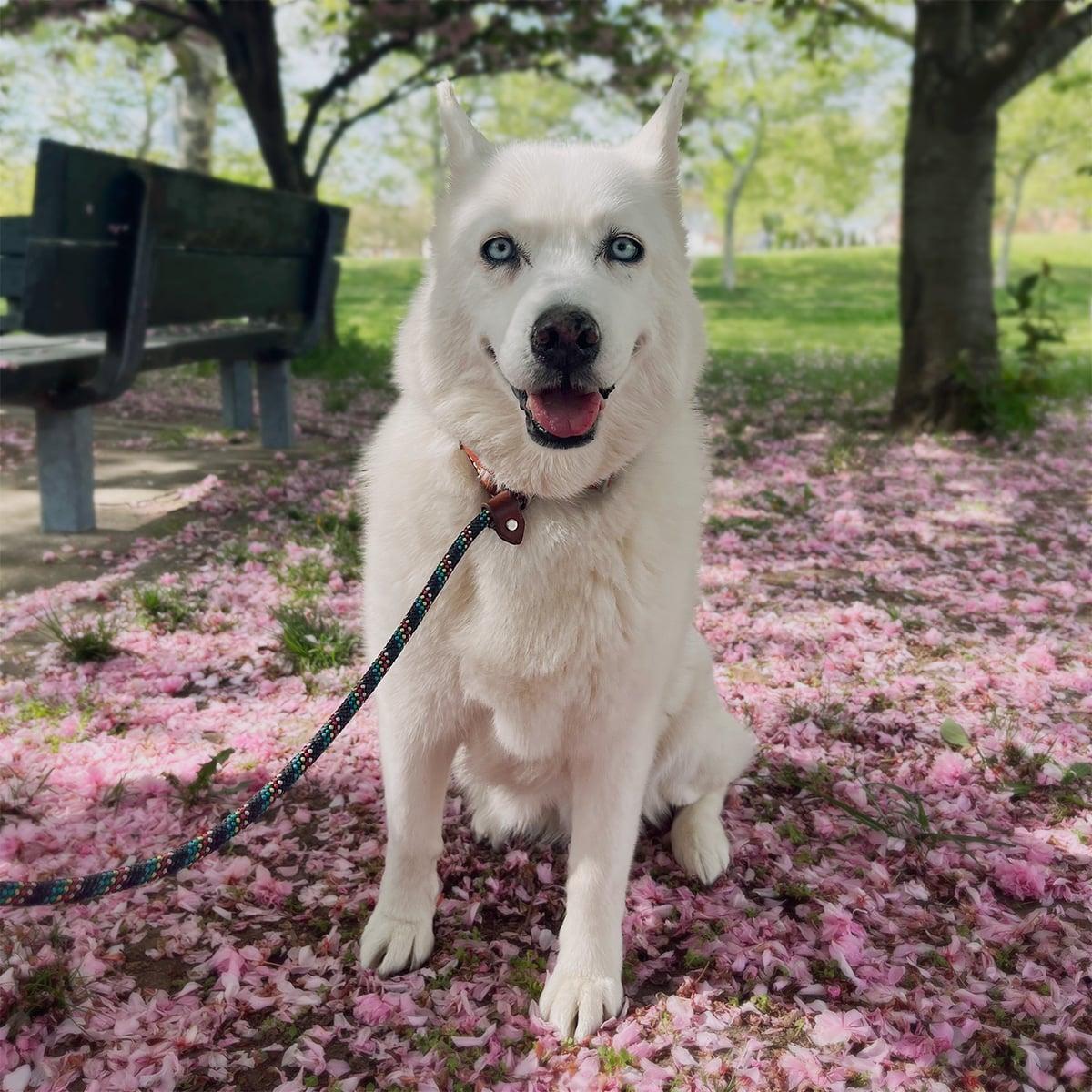 Dog for adoption - Gretyl, a Husky in East Windsor, CT | Petfinder