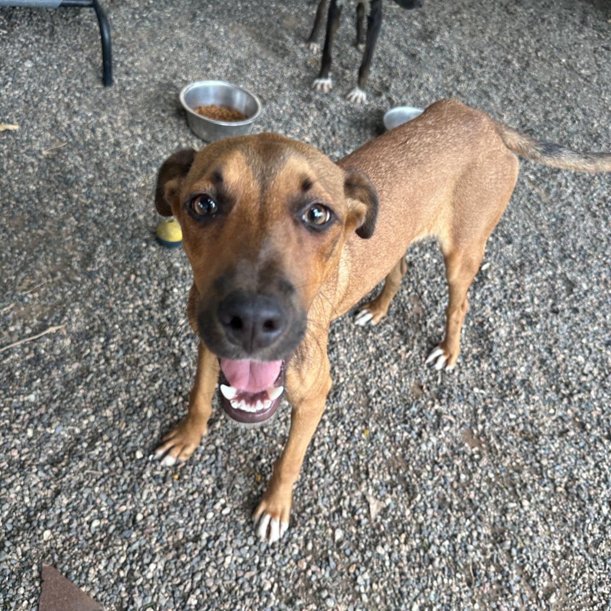 Dog for adoption - Suni, a Mixed Breed in Los Angeles, CA | Petfinder