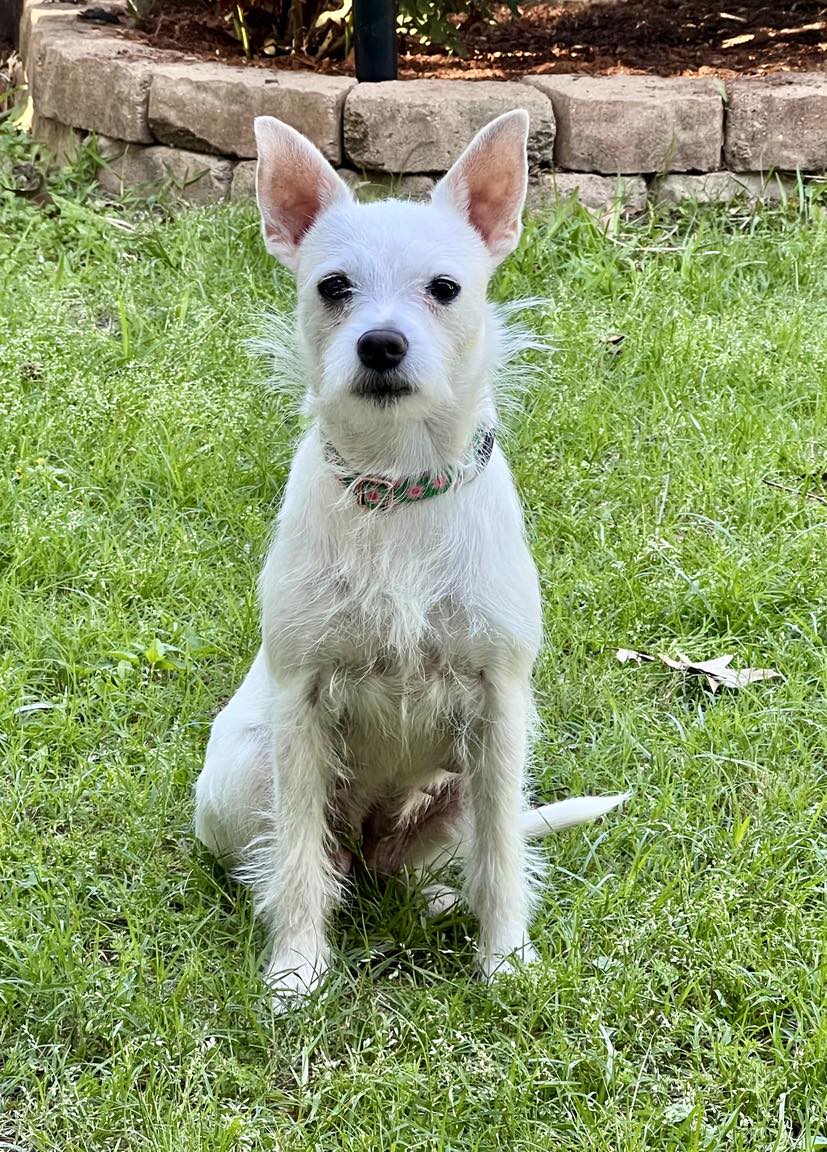 Dog for adoption - Blanche is Adopted, a Rat Terrier in South Portland ...