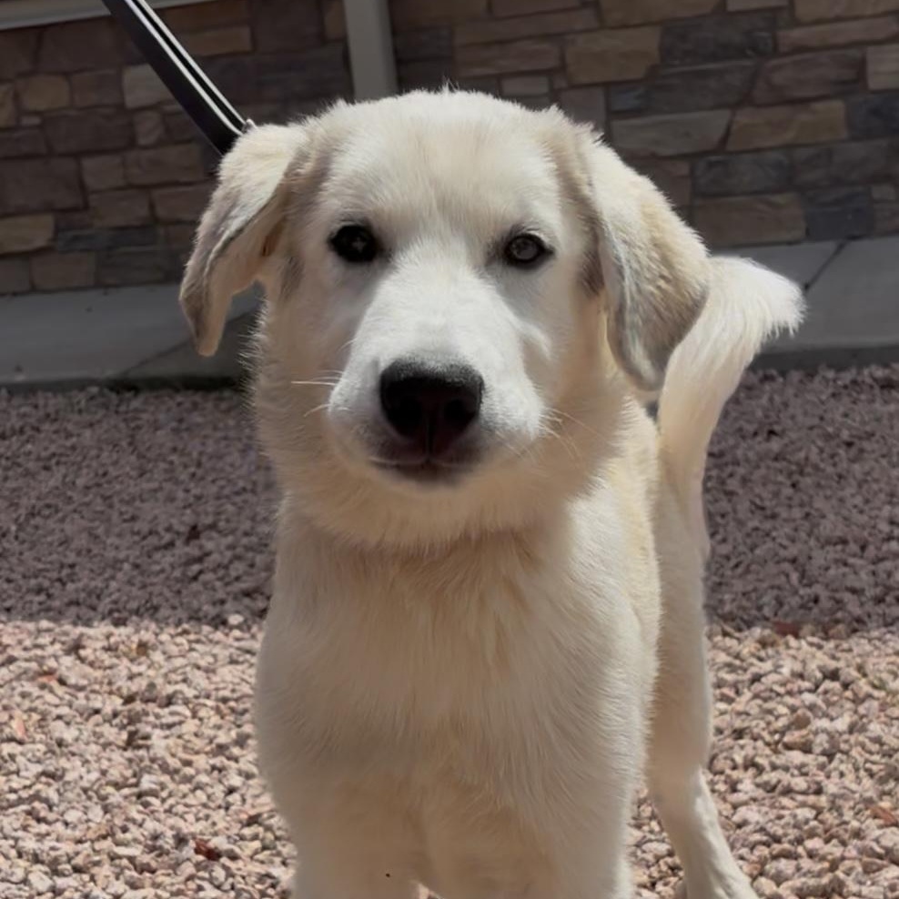 Dog for adoption - Bambi, a Husky Mix in Payson, AZ | Petfinder