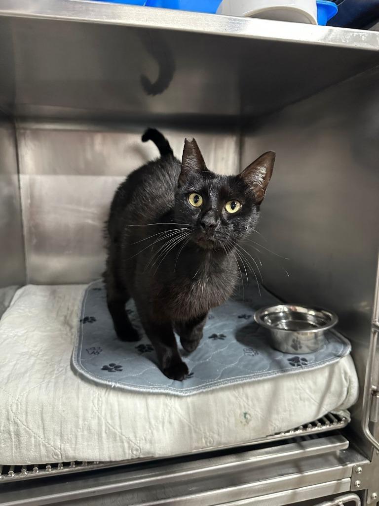 Cat for adoption - Flobella (Flo), a Domestic Short Hair Mix in Seattle ...