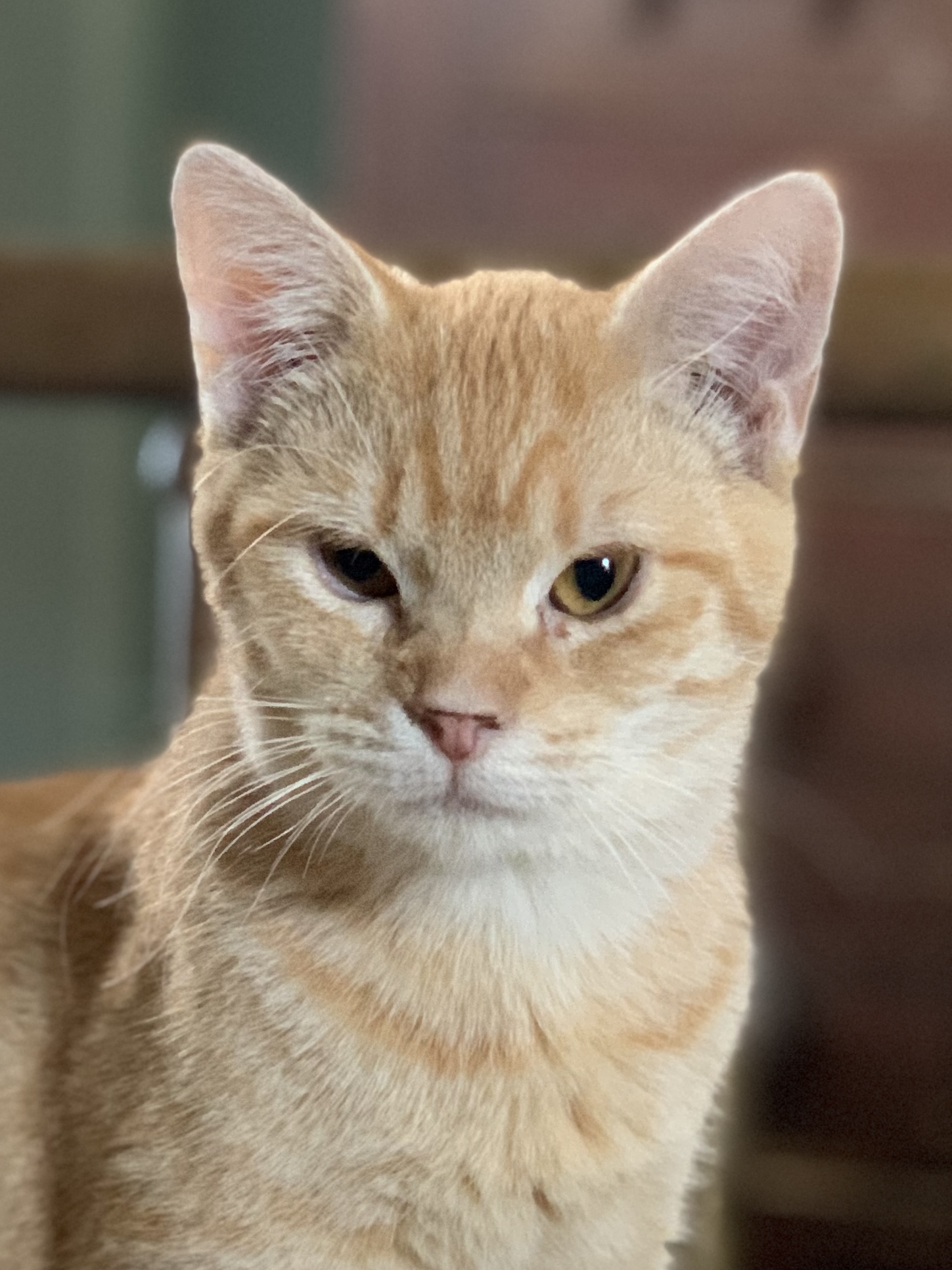 Cat for adoption - MORTY, a Domestic Short Hair & Tabby Mix in Panora, IA | Petfinder