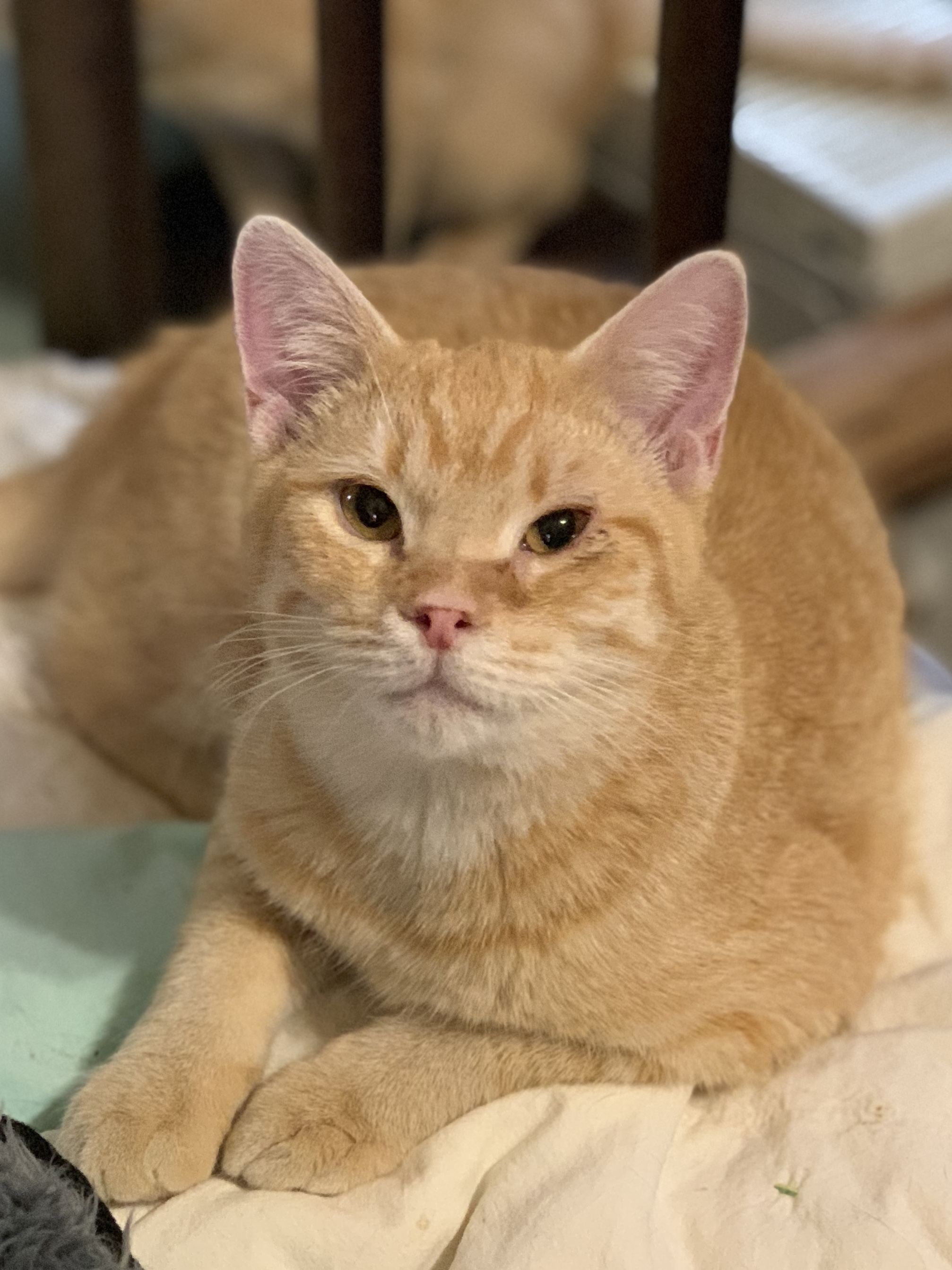 Cat for adoption - MORTY, a Domestic Short Hair & Tabby Mix in Panora, IA | Petfinder