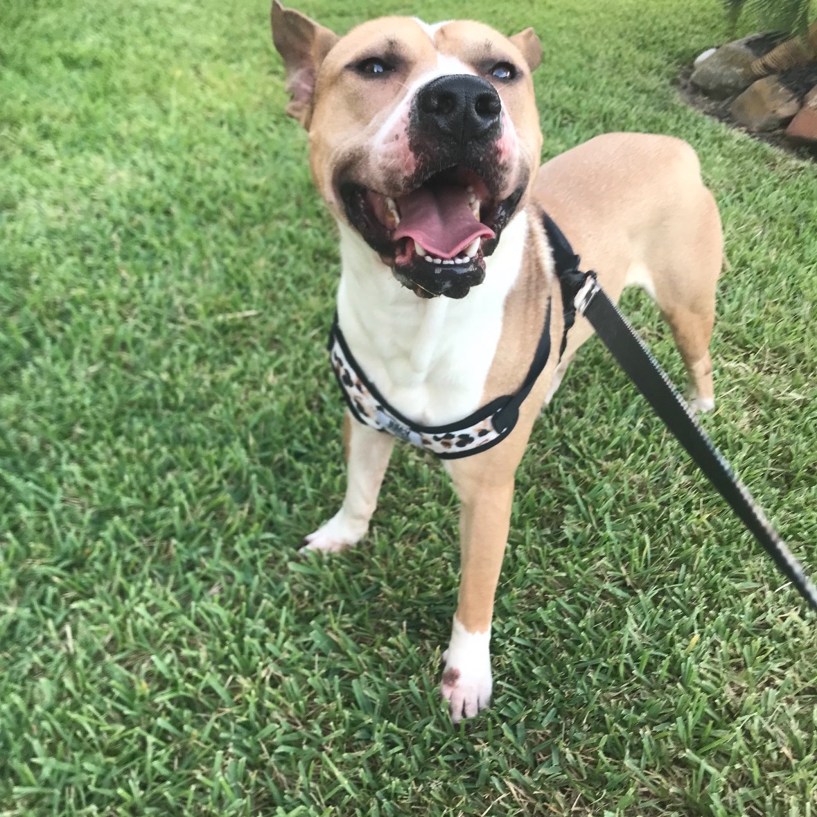 Dog for adoption - Mr. Doggers, a Staffordshire Bull Terrier in Staten ...