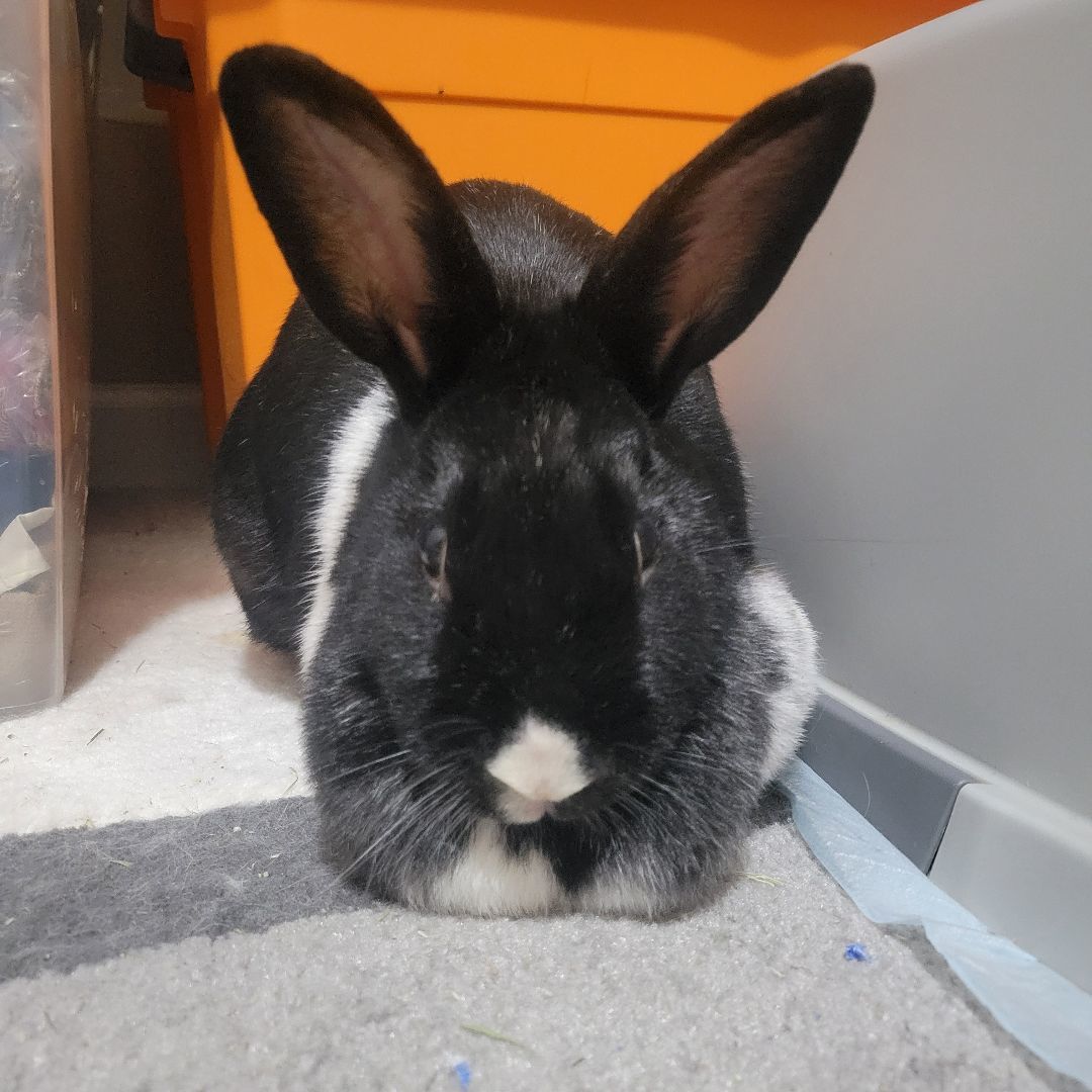 Rabbit for adoption - Buttercup, a Dutch in Forest Hills, NY | Petfinder