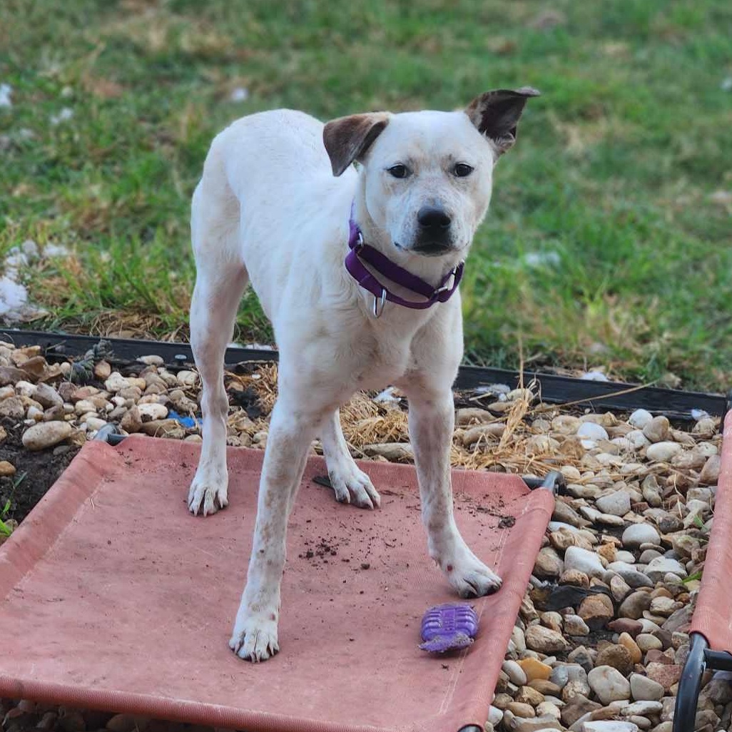 Dog for adoption - Piper, a Labrador Retriever & Australian Cattle Dog ...