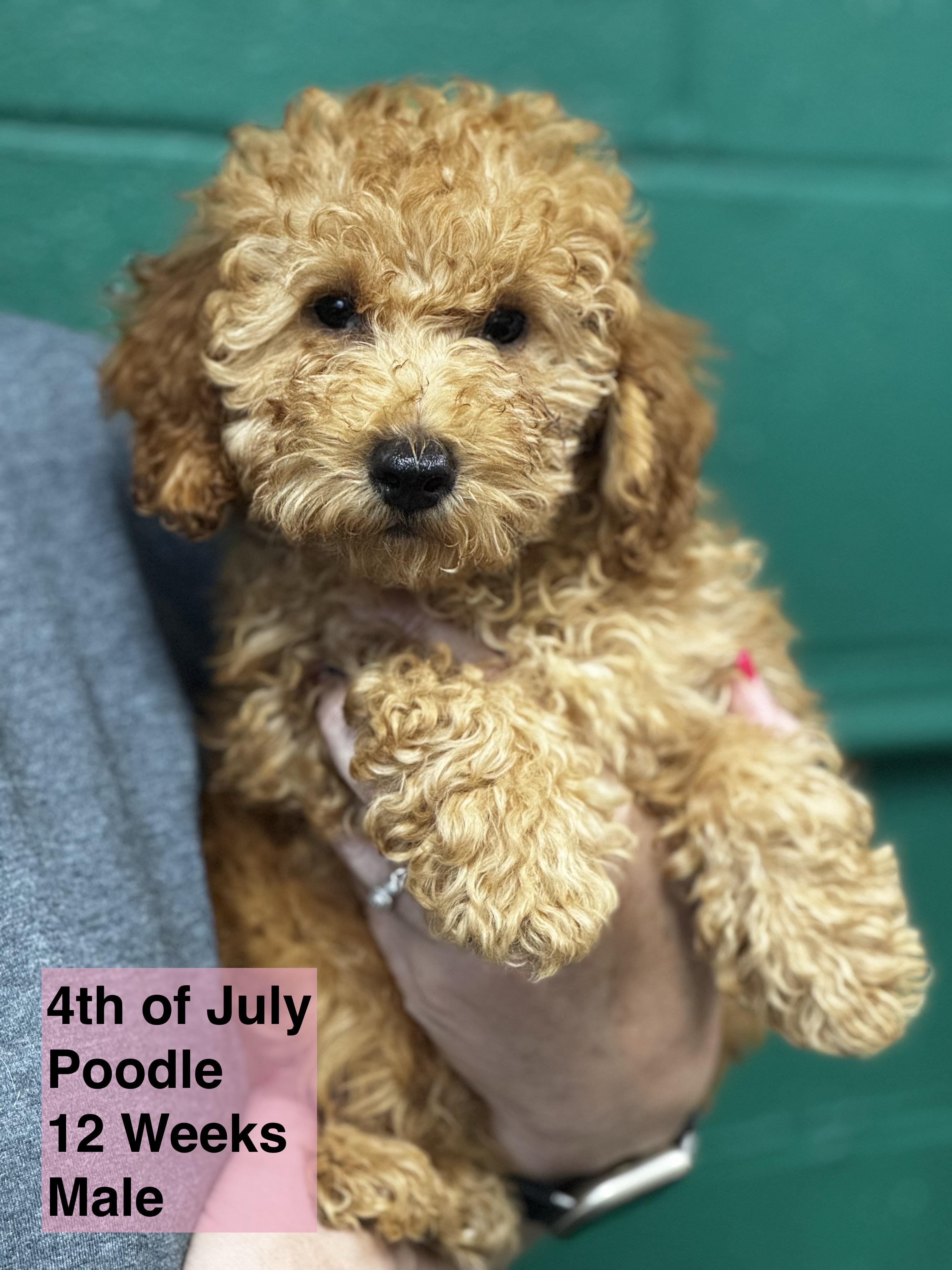 Dog for adoption - 4th of July, a Poodle in Blue Springs, MO | Petfinder