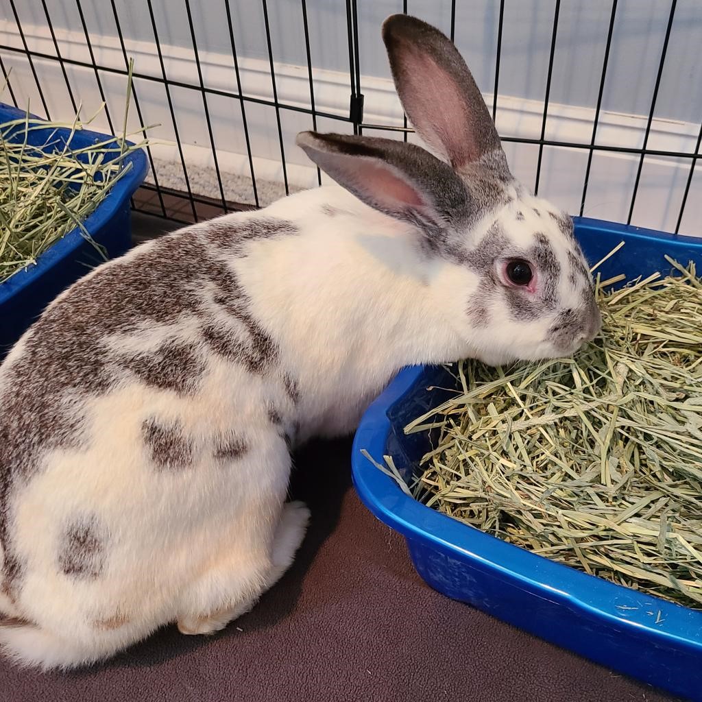 Adopt – Eastern Shore Rabbit Rescue and Education Center