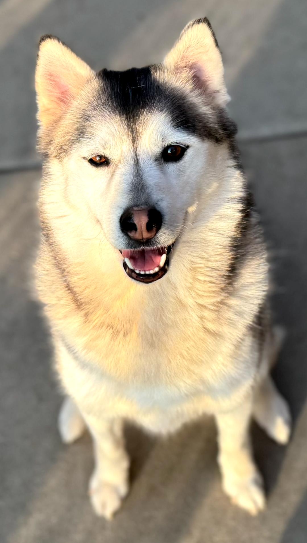 Dog for adoption - Nico 2, a Siberian Husky Mix in N Charleston , SC ...