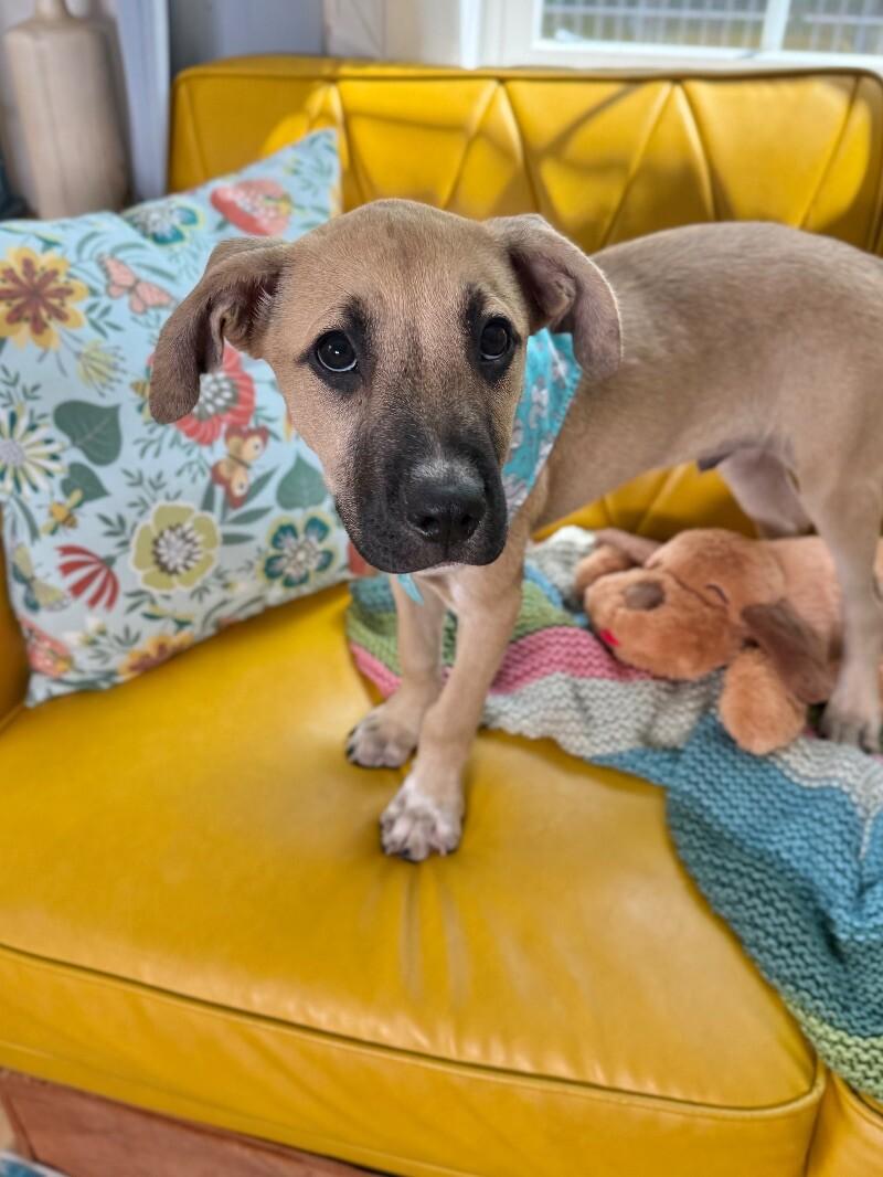 Dog for adoption - Baron Noble, a Pit Bull Terrier & Labrador Retriever ...