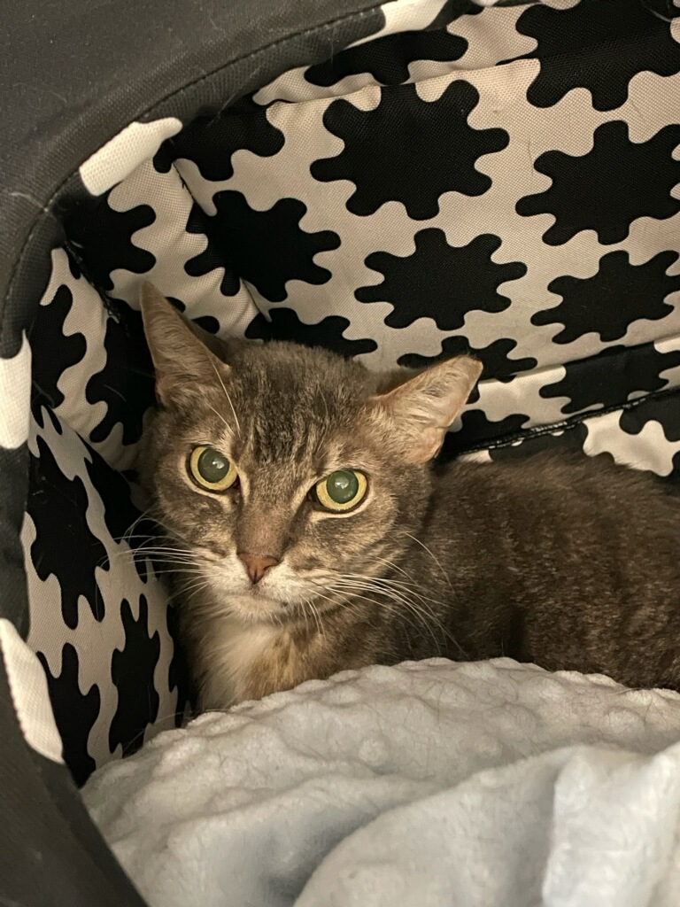 Cats - Home Fur Good