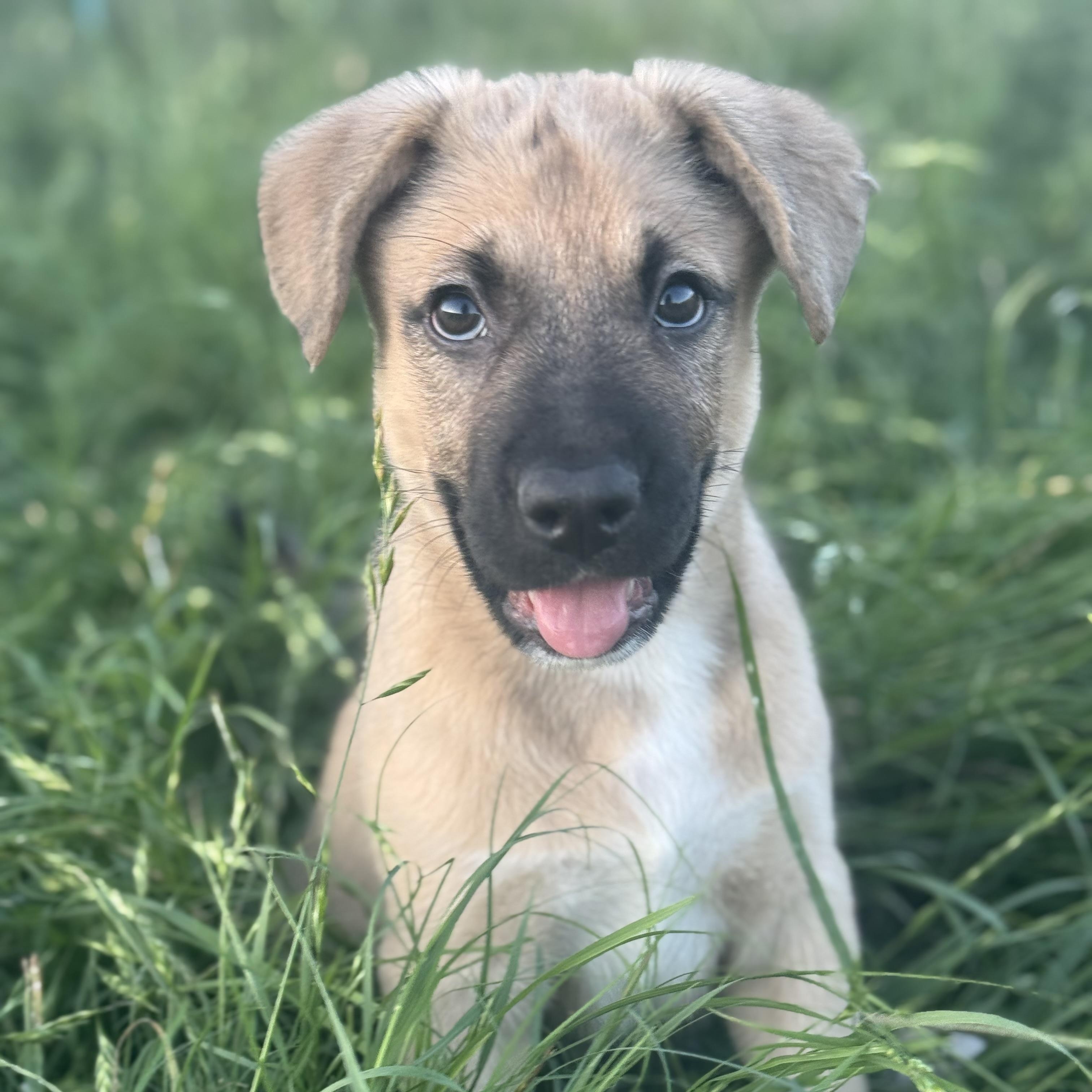 Dog for adoption - Mickey, a German Shepherd Dog Mix in Alden, NY ...