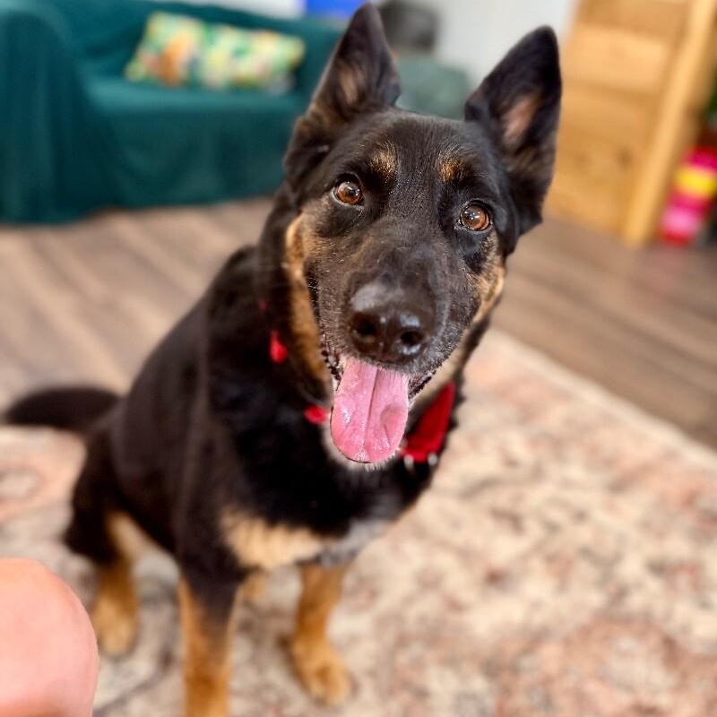 Dog for adoption - Freya Serenity so Gentle and so Sweet, a German ...