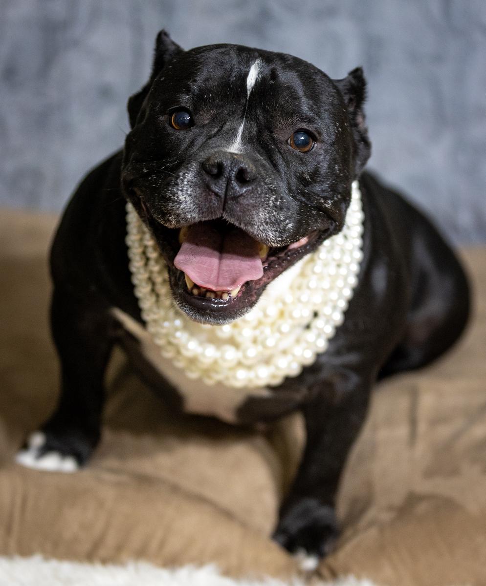 Dog for adoption - Medusa, an American Bully & Bulldog Mix in Ann Arbor ...