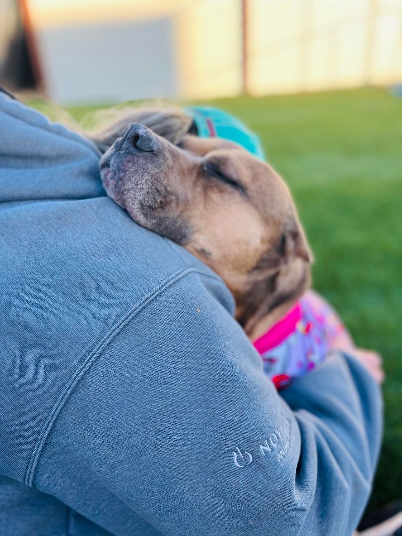 Dog for adoption - Godiva, an American Staffordshire Terrier Mix in ...