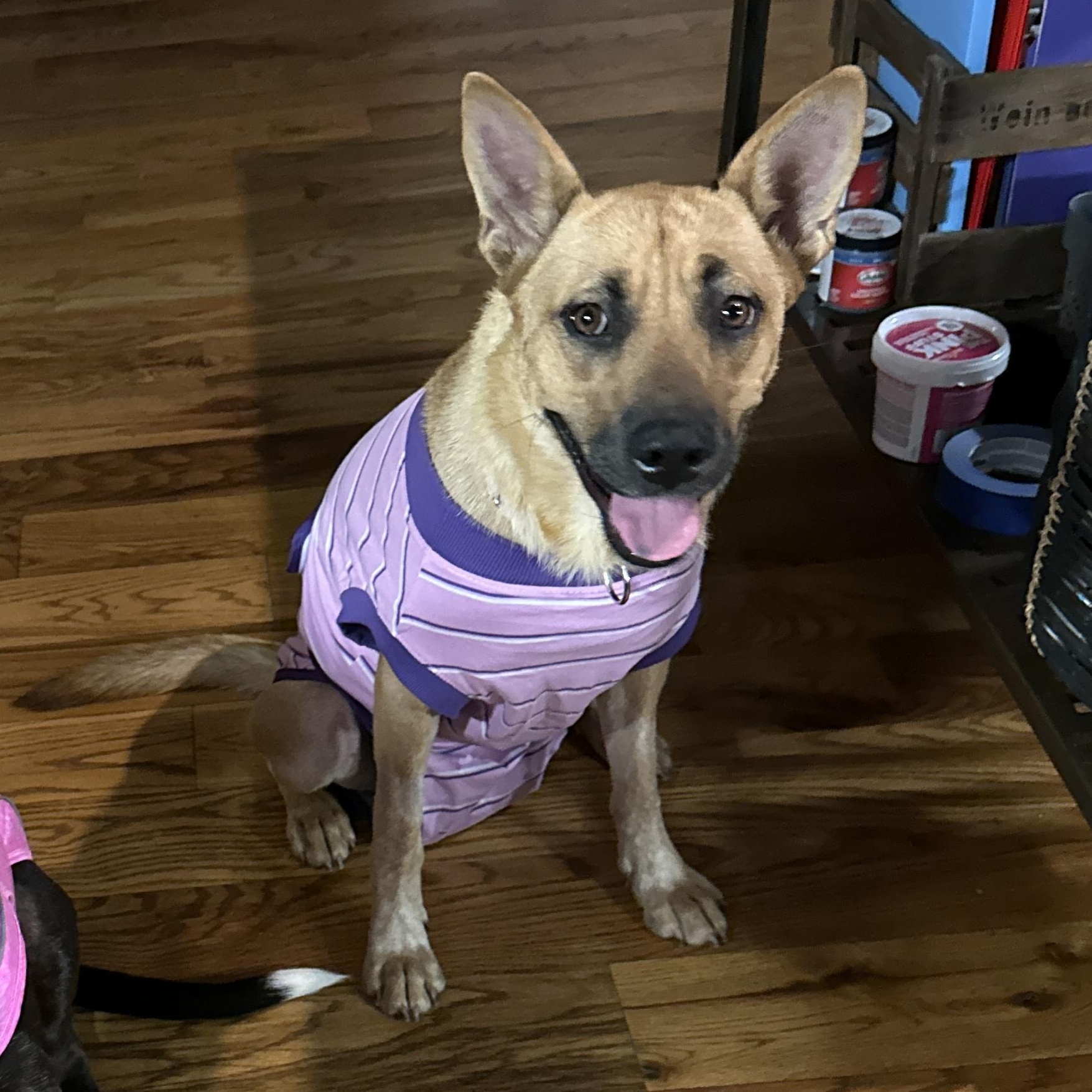 Dog for adoption - Mulan, a German Shepherd Dog Mix in Houston, TX | Petfinder