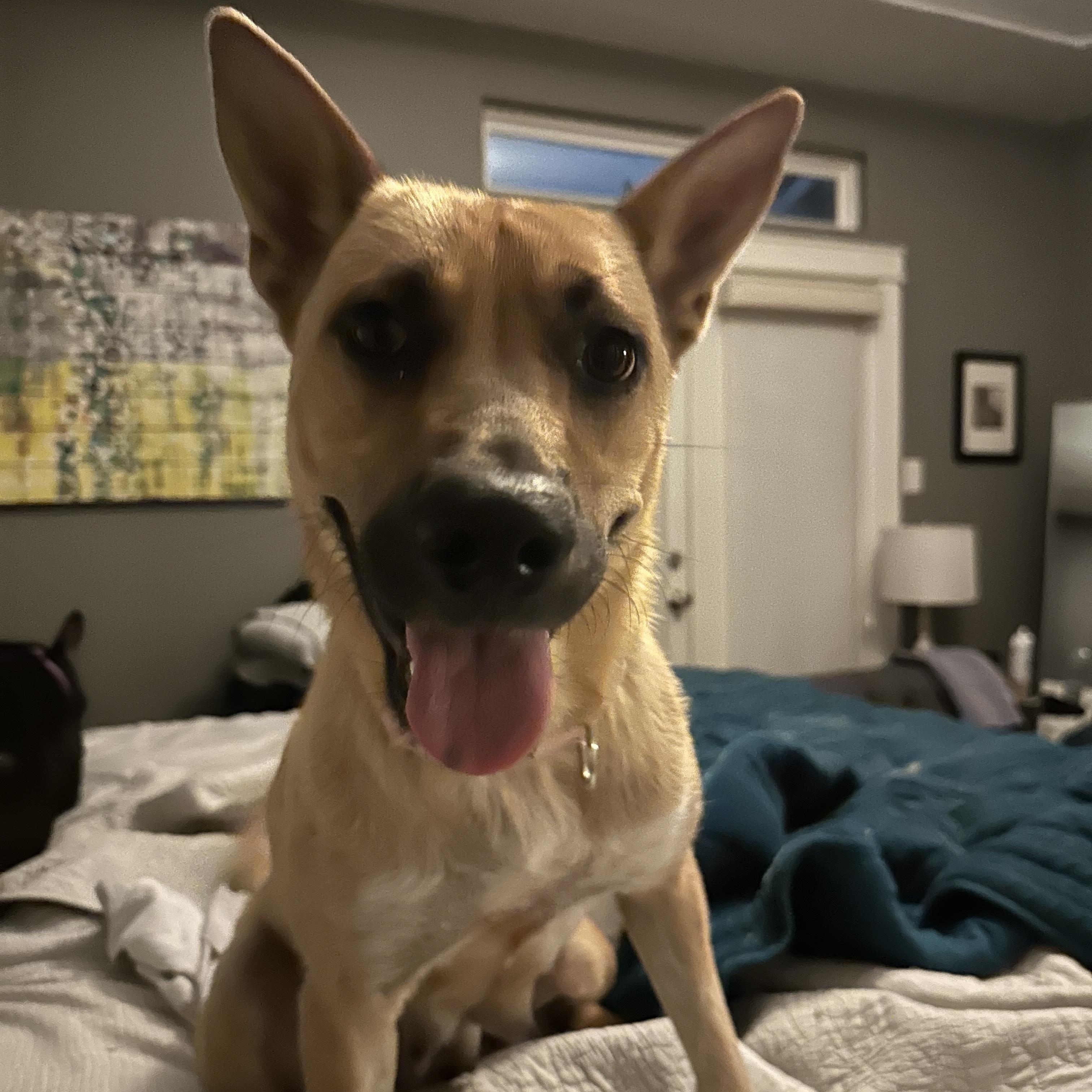 Dog for adoption - Mulan, a German Shepherd Dog Mix in Houston, TX | Petfinder