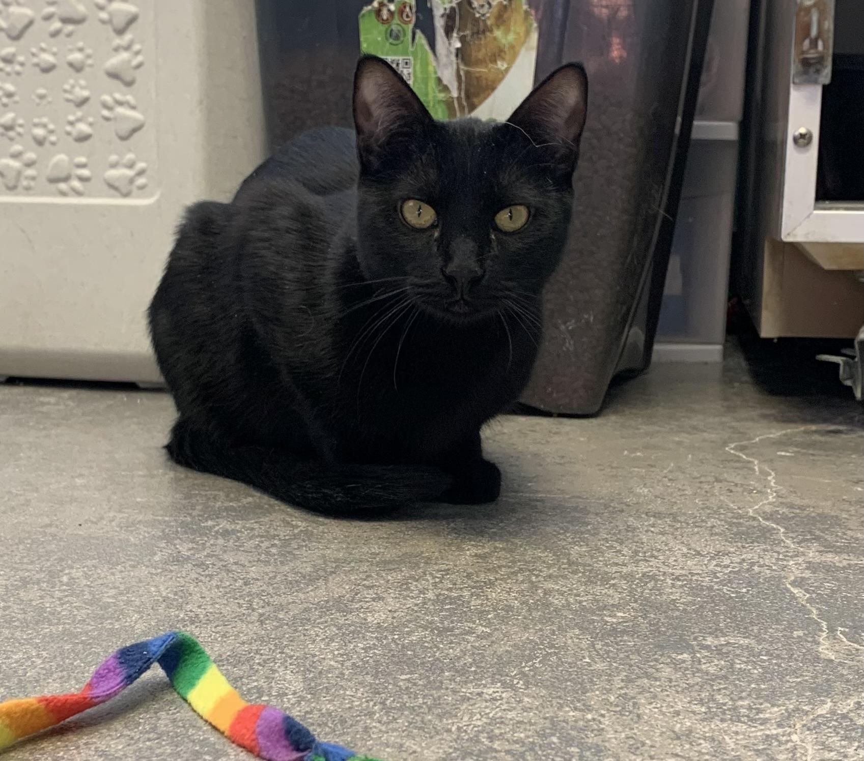 Cat for adoption - Firefly, a Domestic Short Hair Mix in Bisbee, AZ ...