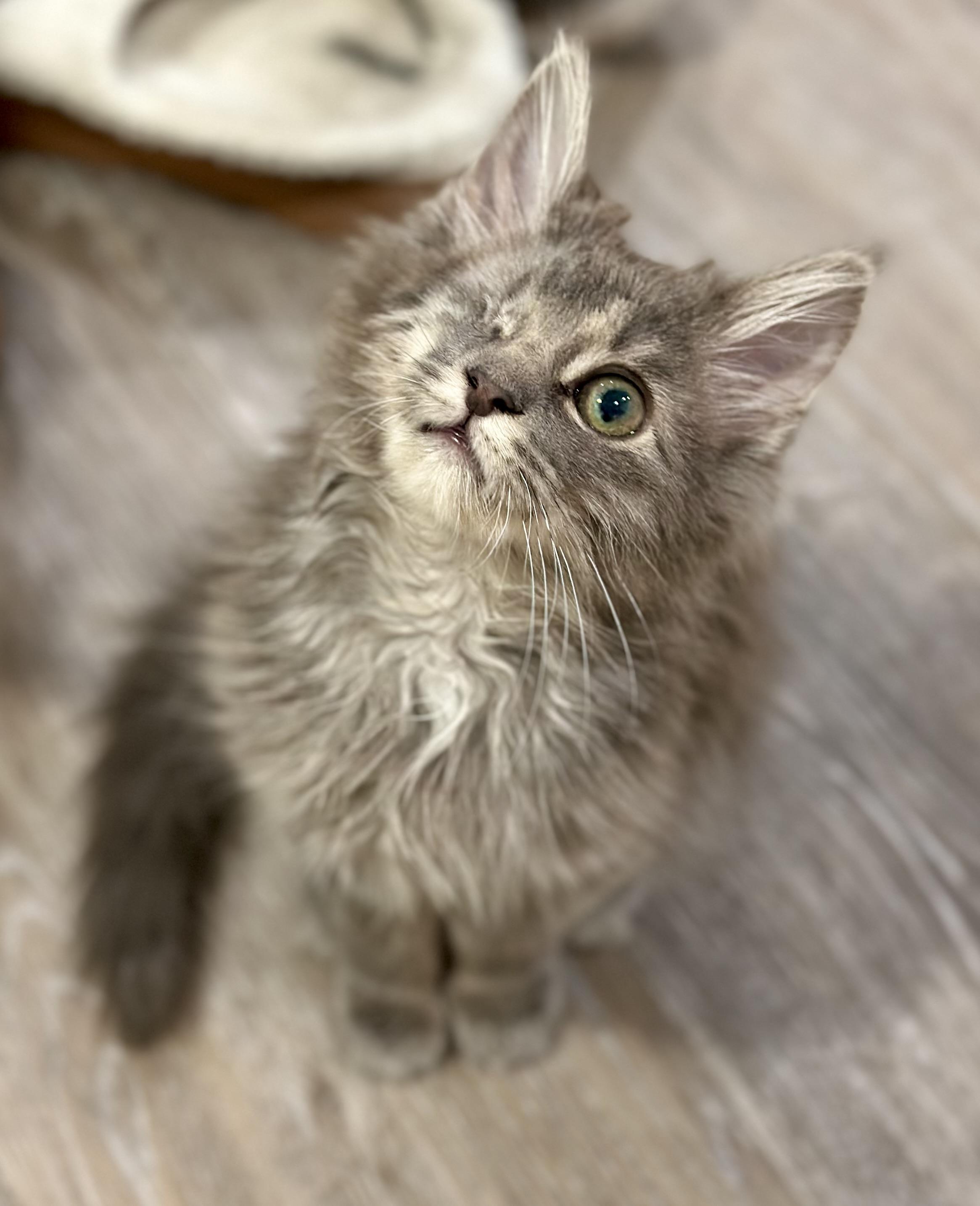 Cat for adoption - Fluff-a-Saurus REX, a Domestic Long Hair in Tustin ...