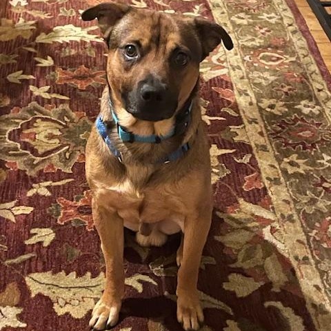 Dog for adoption - Scout, a Black Mouth Cur & Shepherd Mix in ...