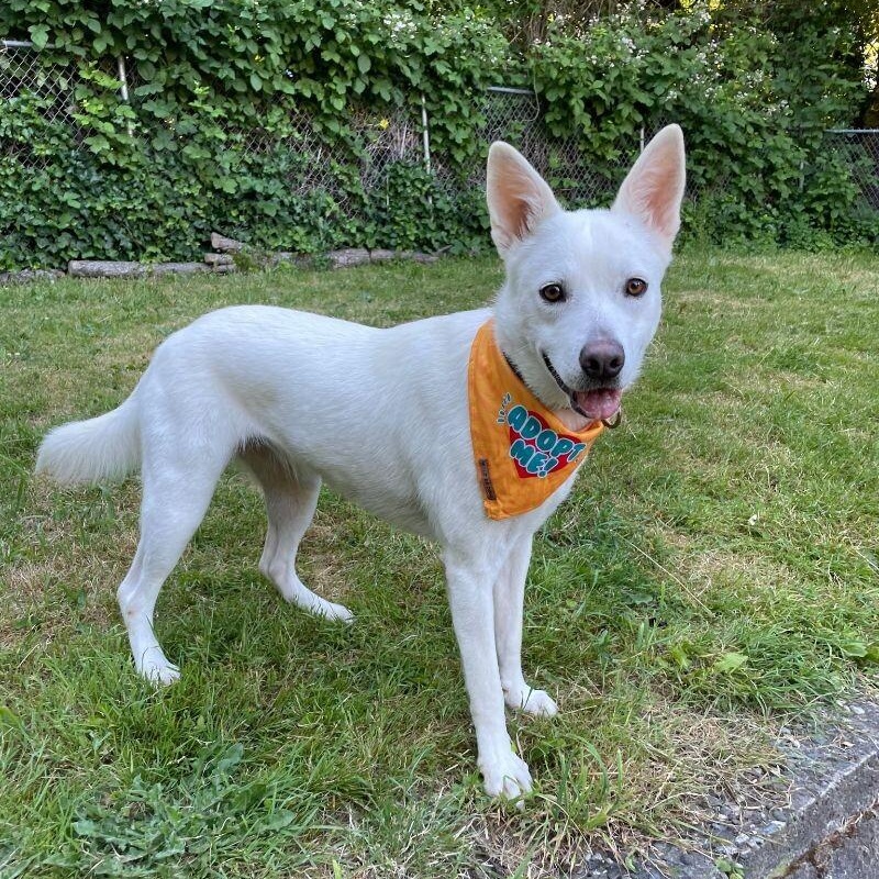 Dog for adoption - Darcee Dee Bubbles with Joy, a Husky & German ...