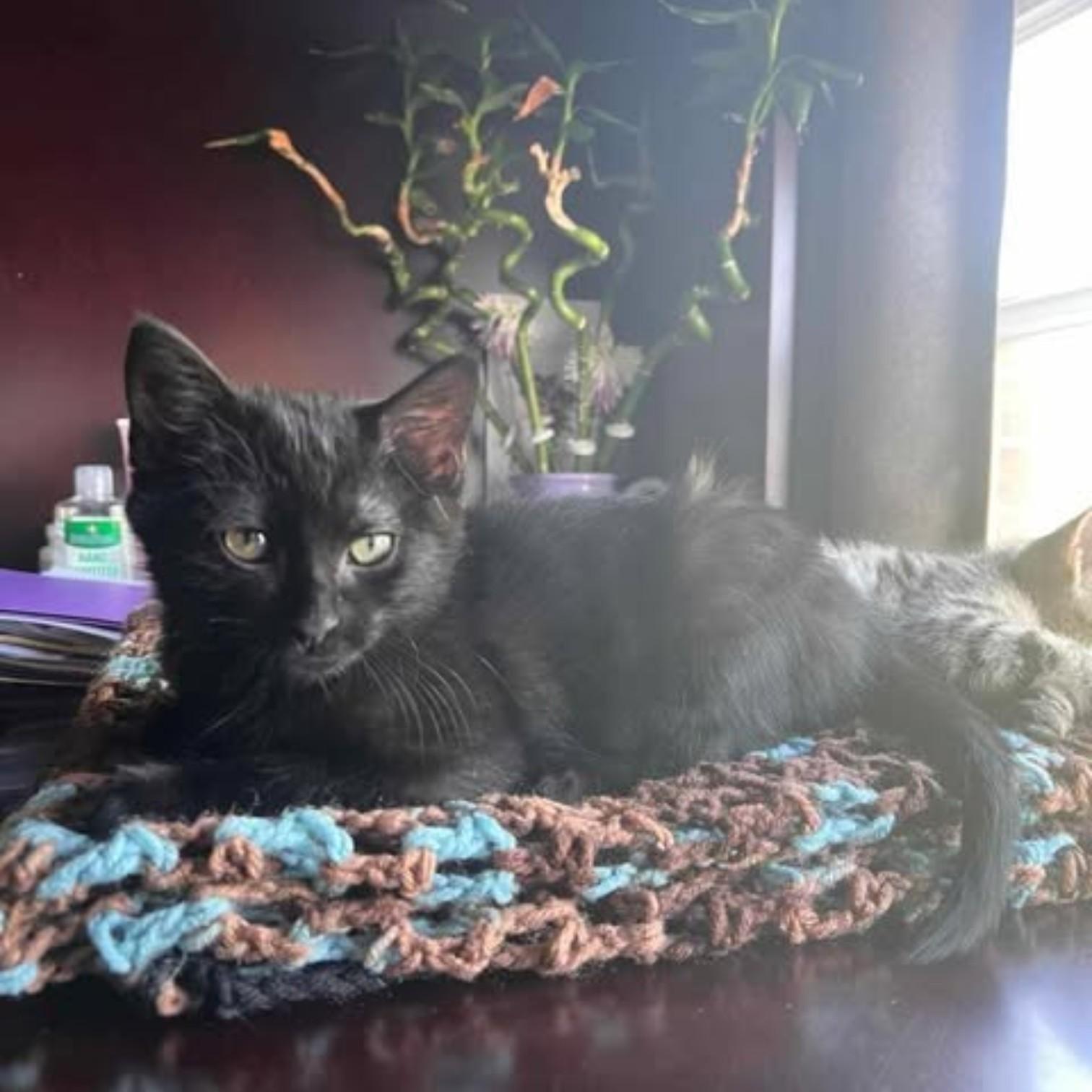 Cat for adoption - Bobby, a Bombay & Domestic Short Hair Mix in ...