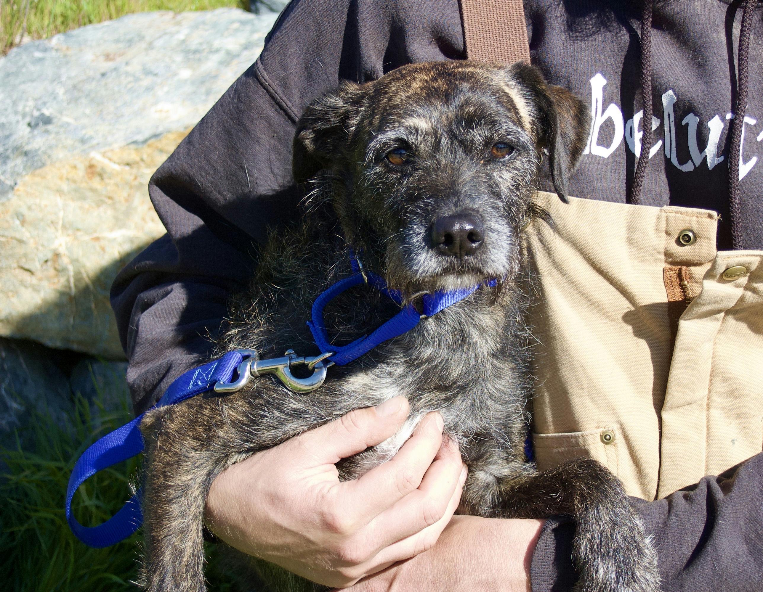 Dog for adoption - Nina Simone, a Wirehaired Terrier Mix in Grass Valley, CA | Petfinder