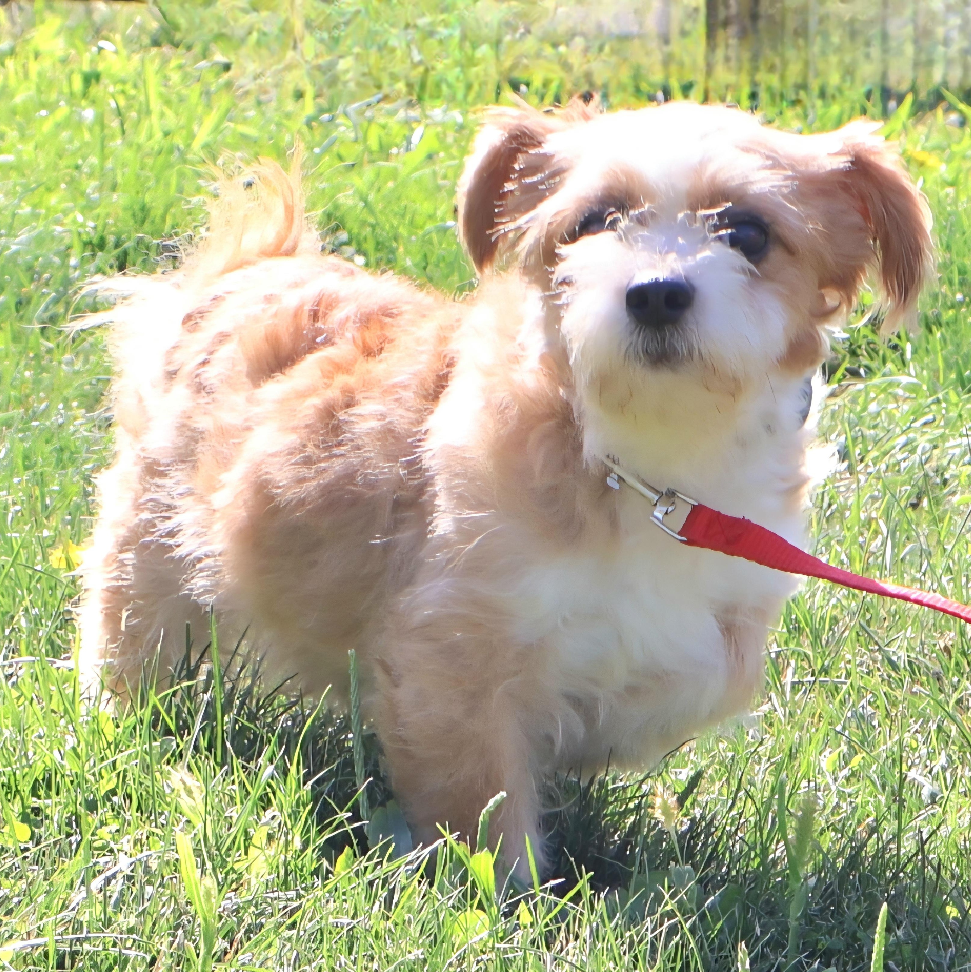 Adopt a Cavalier King Charles Spaniel Dogs in Anchorage, AK | Buddy