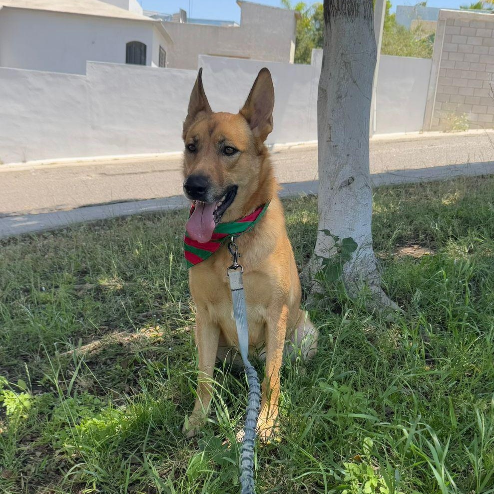 Dog for adoption - Doris, a German Shepherd Dog & Belgian Shepherd / Malinois Mix in Tijuana ...