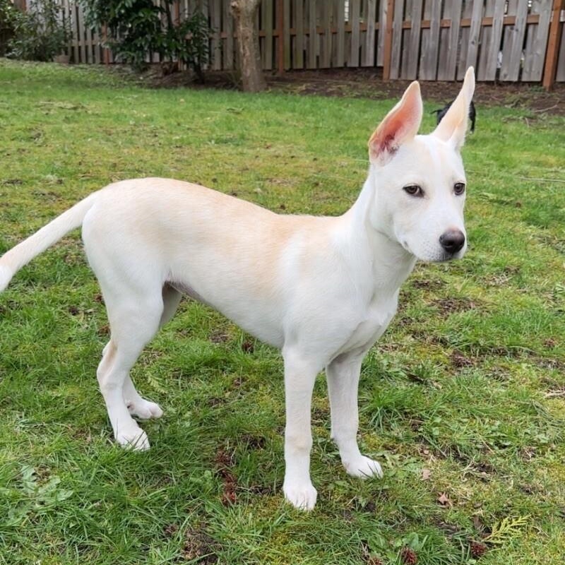 Dog for adoption - Serena Gossip Girl, a Pit Bull Terrier & Husky Mix ...