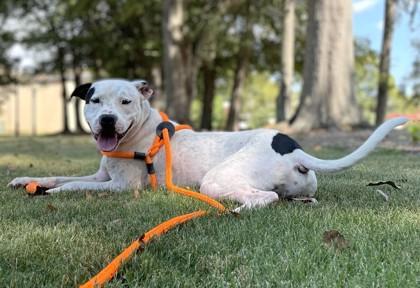 Dog for adoption - Archie, a Mixed Breed in Athens, GA | Petfinder