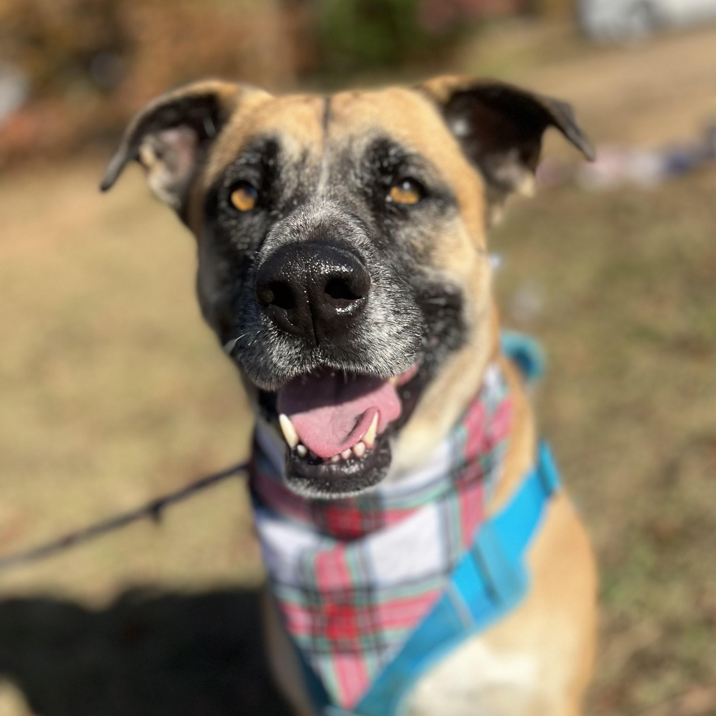 Dog for adoption - Lucille, a Shepherd Mix in Jamaica Plain, MA | Petfinder