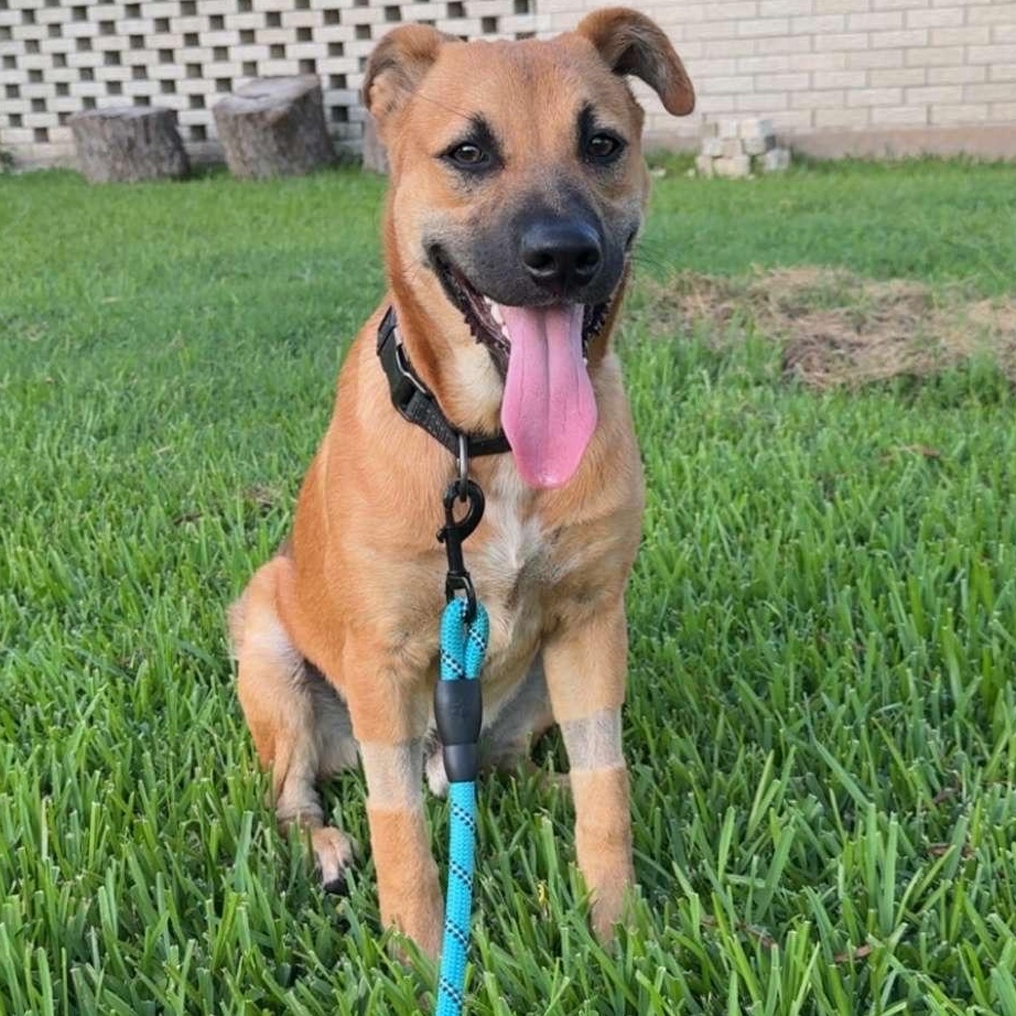 Dog for adoption - Osito, a Bluetick Coonhound & Terrier Mix in ...