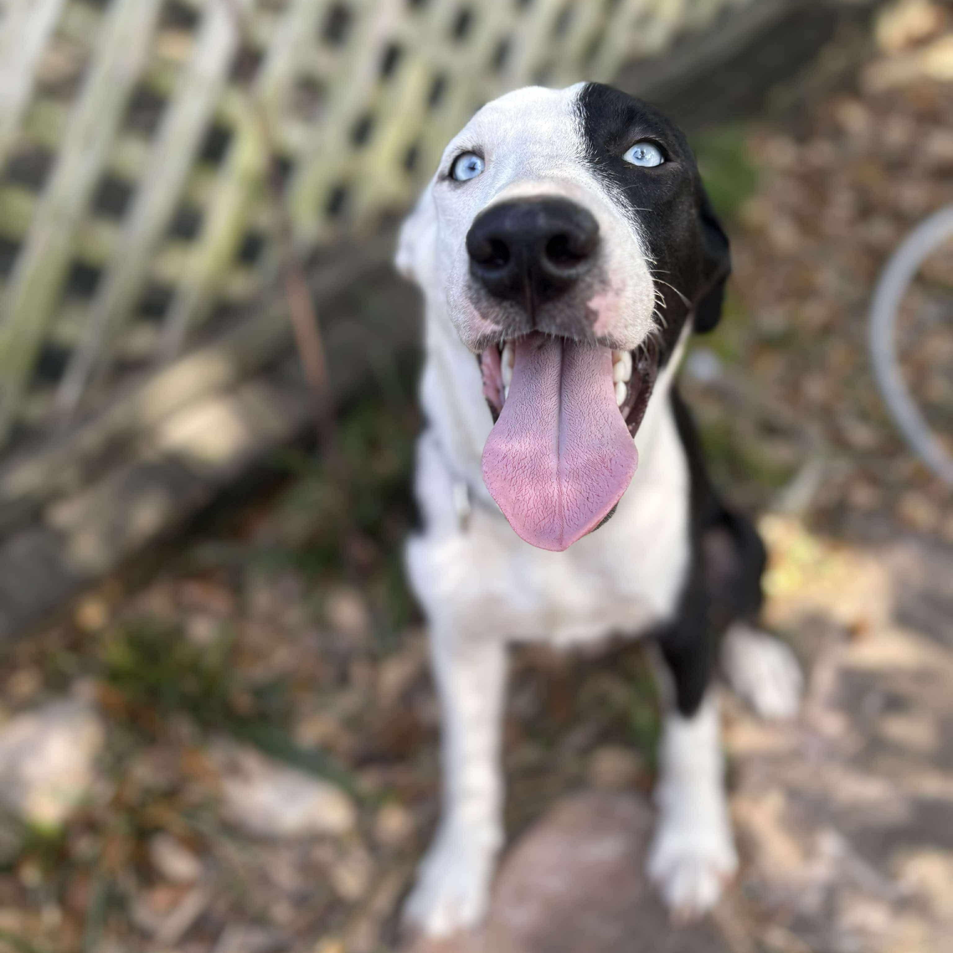 Dog for adoption - Stormy, a Pointer & Border Collie Mix in Eagan, MN ...