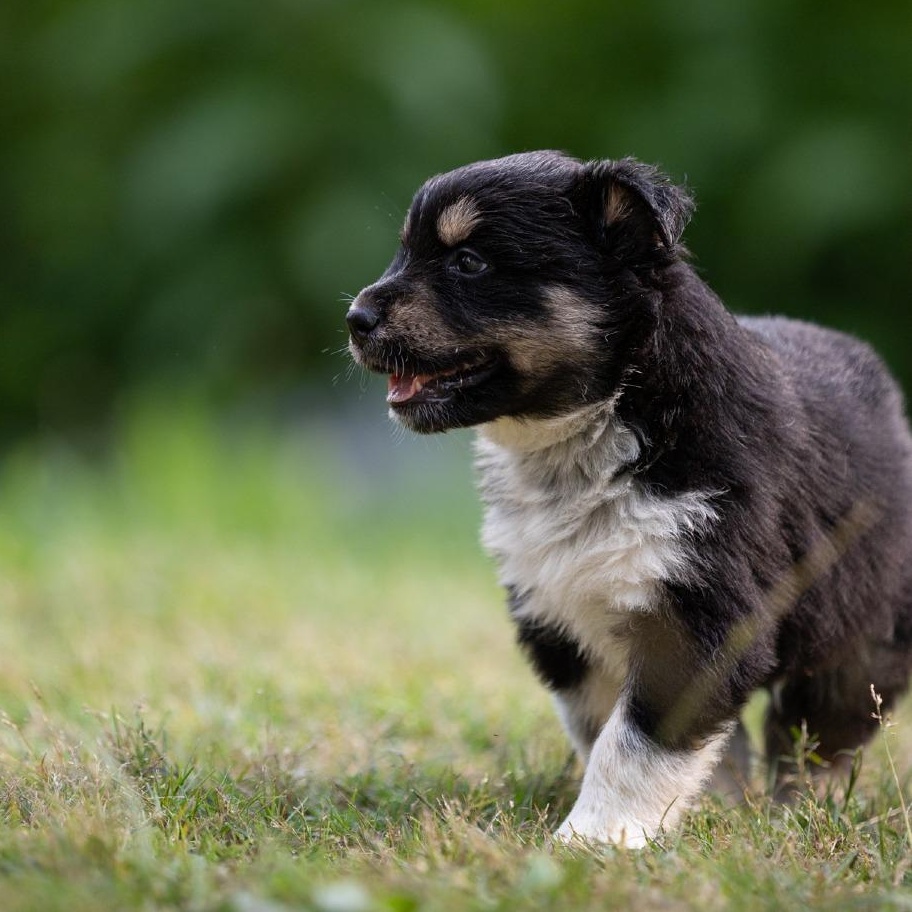 Dog for adoption - Crane, a Husky Mix in Bedminster, NJ | Petfinder