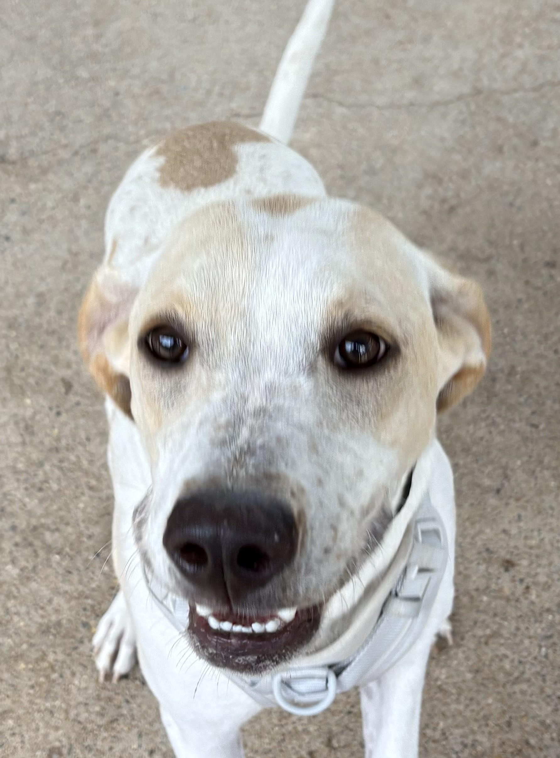 Dog for adoption - SPOT, a Hound Mix in Paris , TN | Petfinder