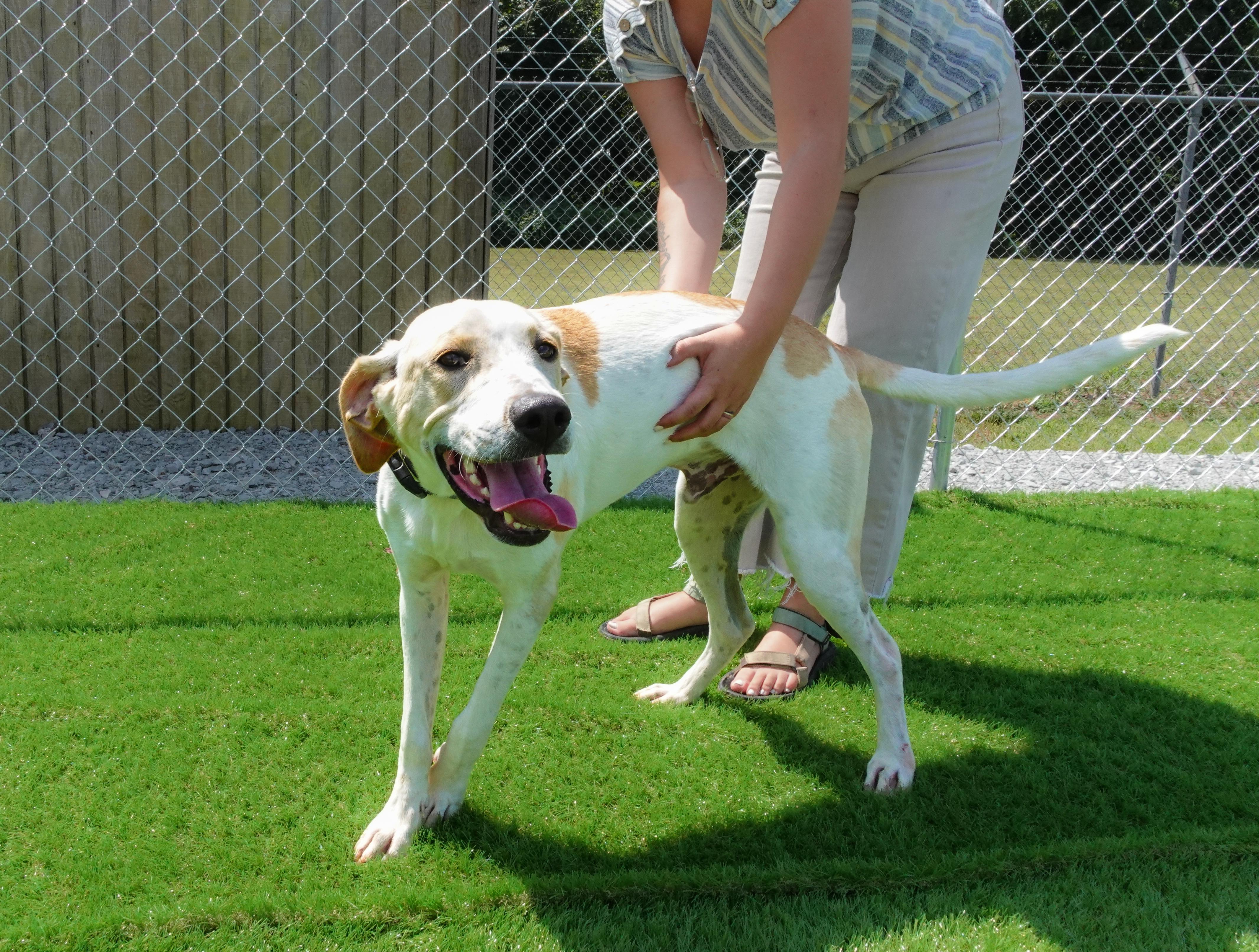 Dog for adoption - SPOT, a Hound Mix in Paris , TN | Petfinder