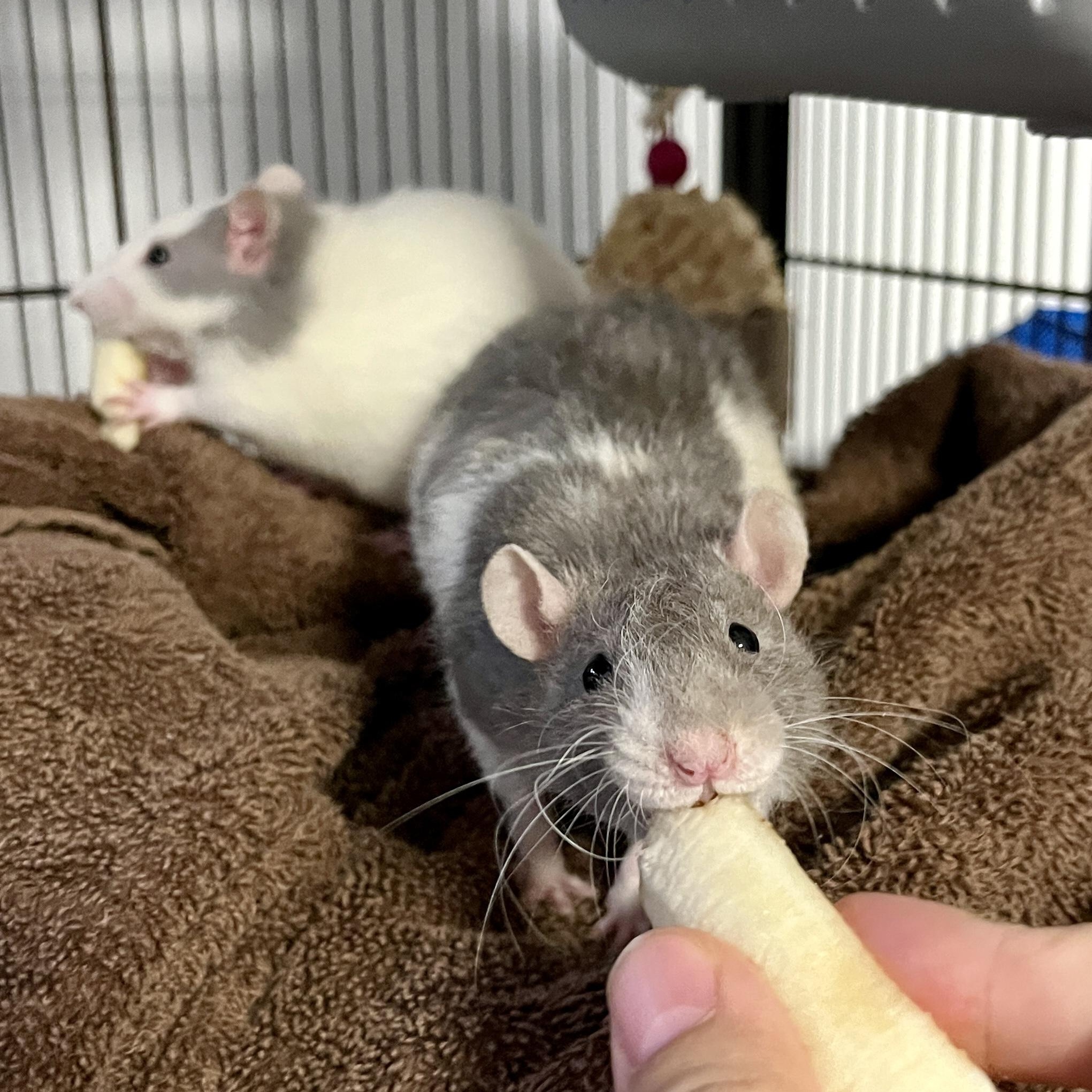 Rat for adoption - Forsythia, a Rat in Andover, CT | Petfinder