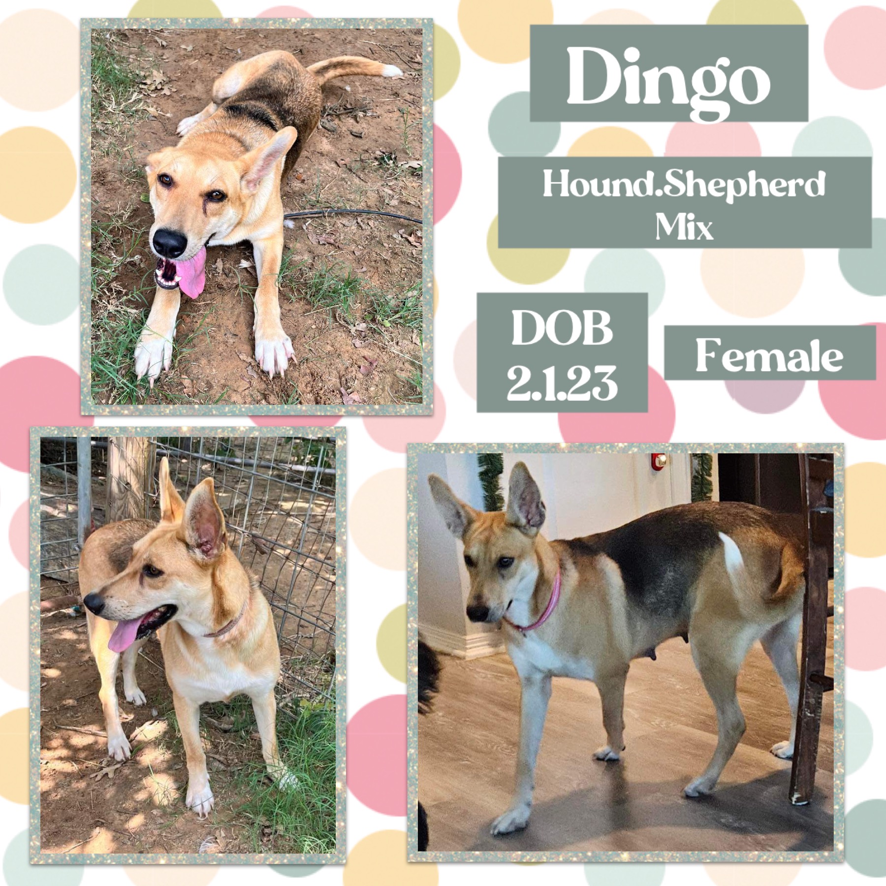 Dog for adoption - Dingo, a German Shepherd Dog & American Foxhound Mix ...